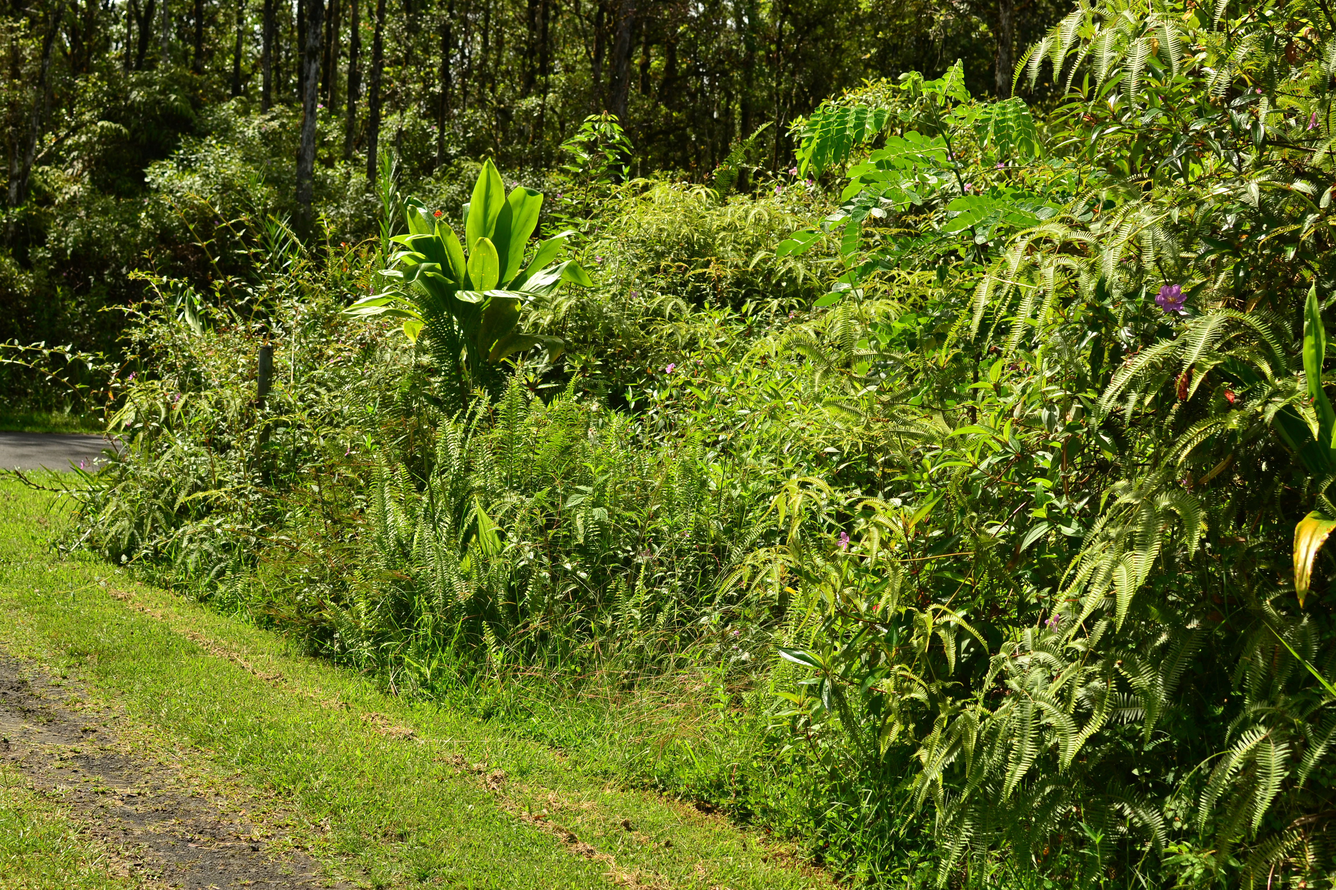 Sweet Potatoes (Ipomoea batatas) | Tropical Self Sufficiency