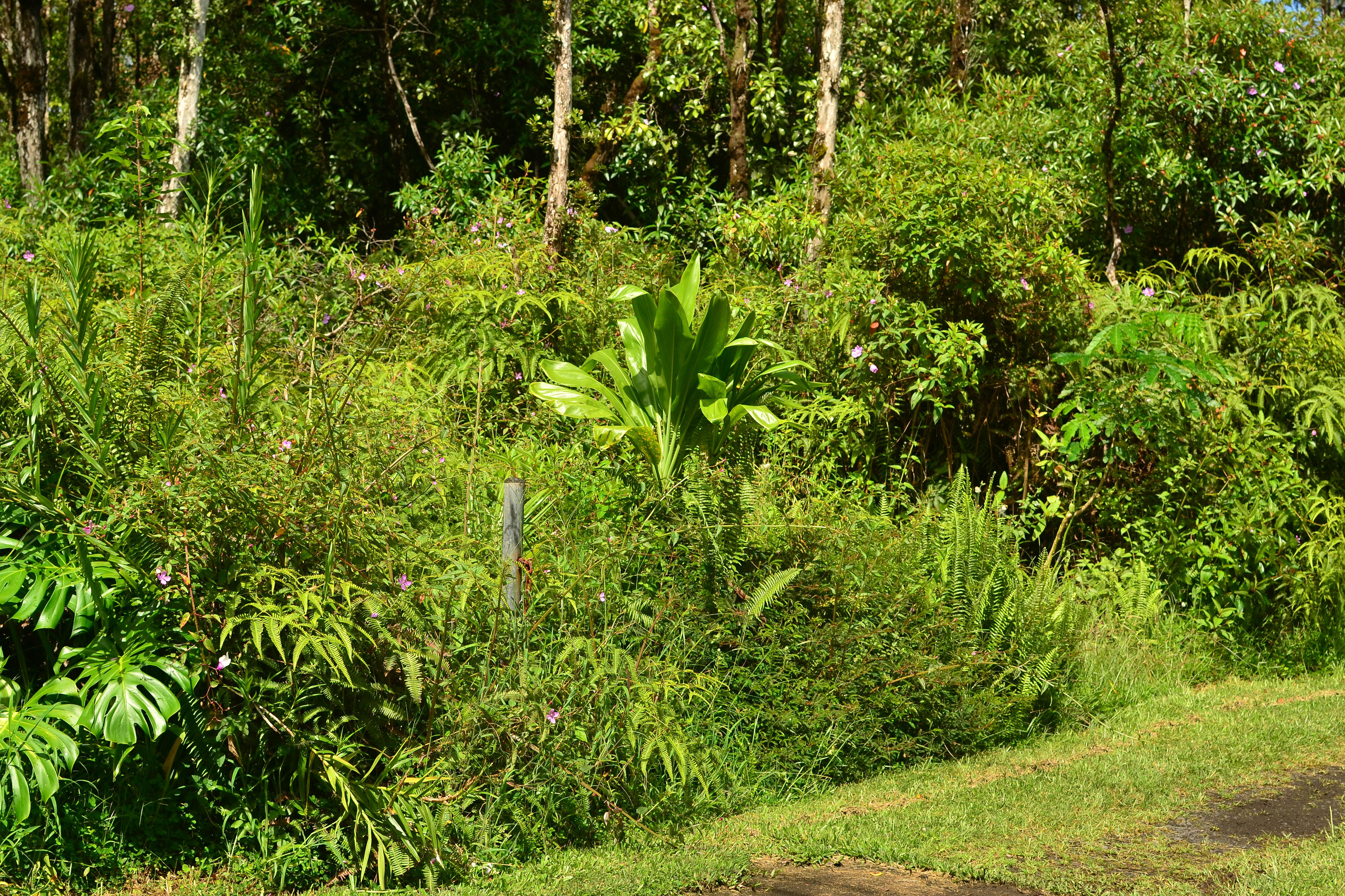 Sweet Potatoes (Ipomoea batatas) | Tropical Self Sufficiency