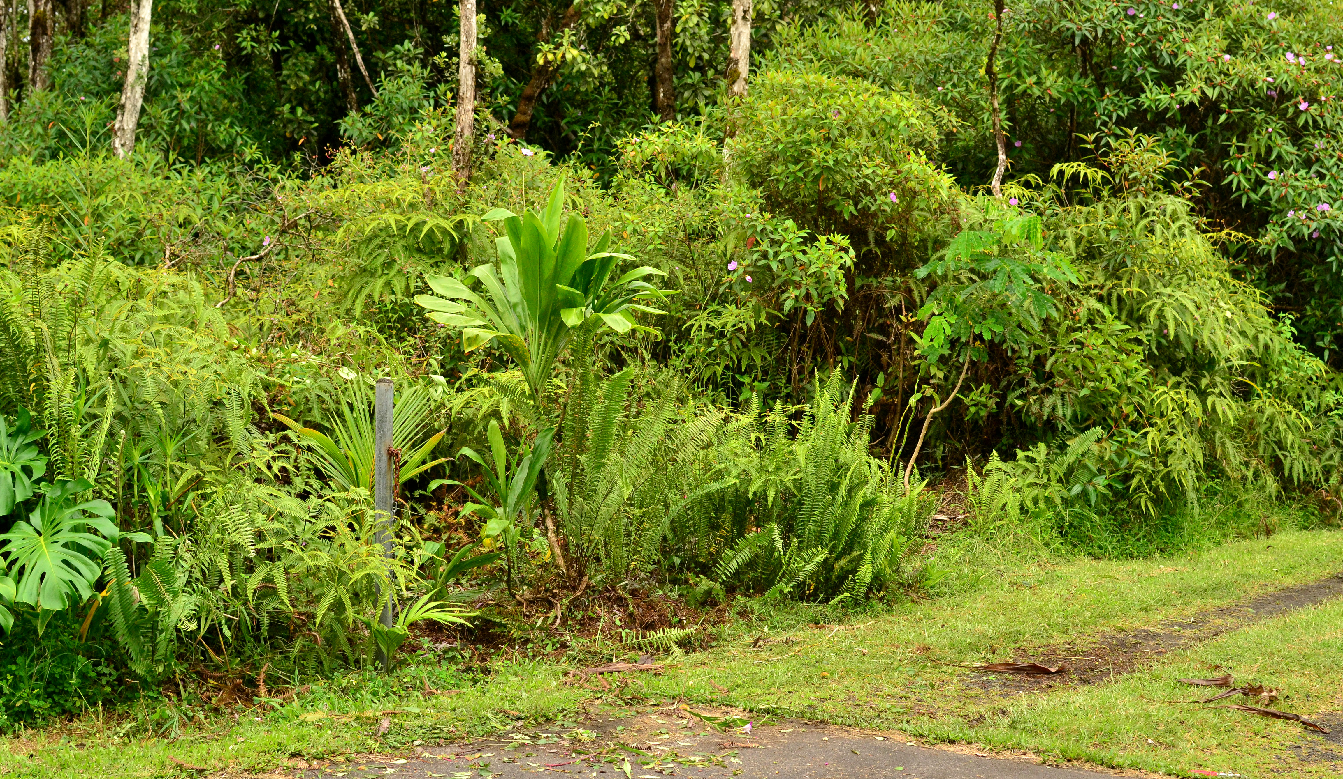 Sweet Potatoes (Ipomoea batatas) | Tropical Self Sufficiency
