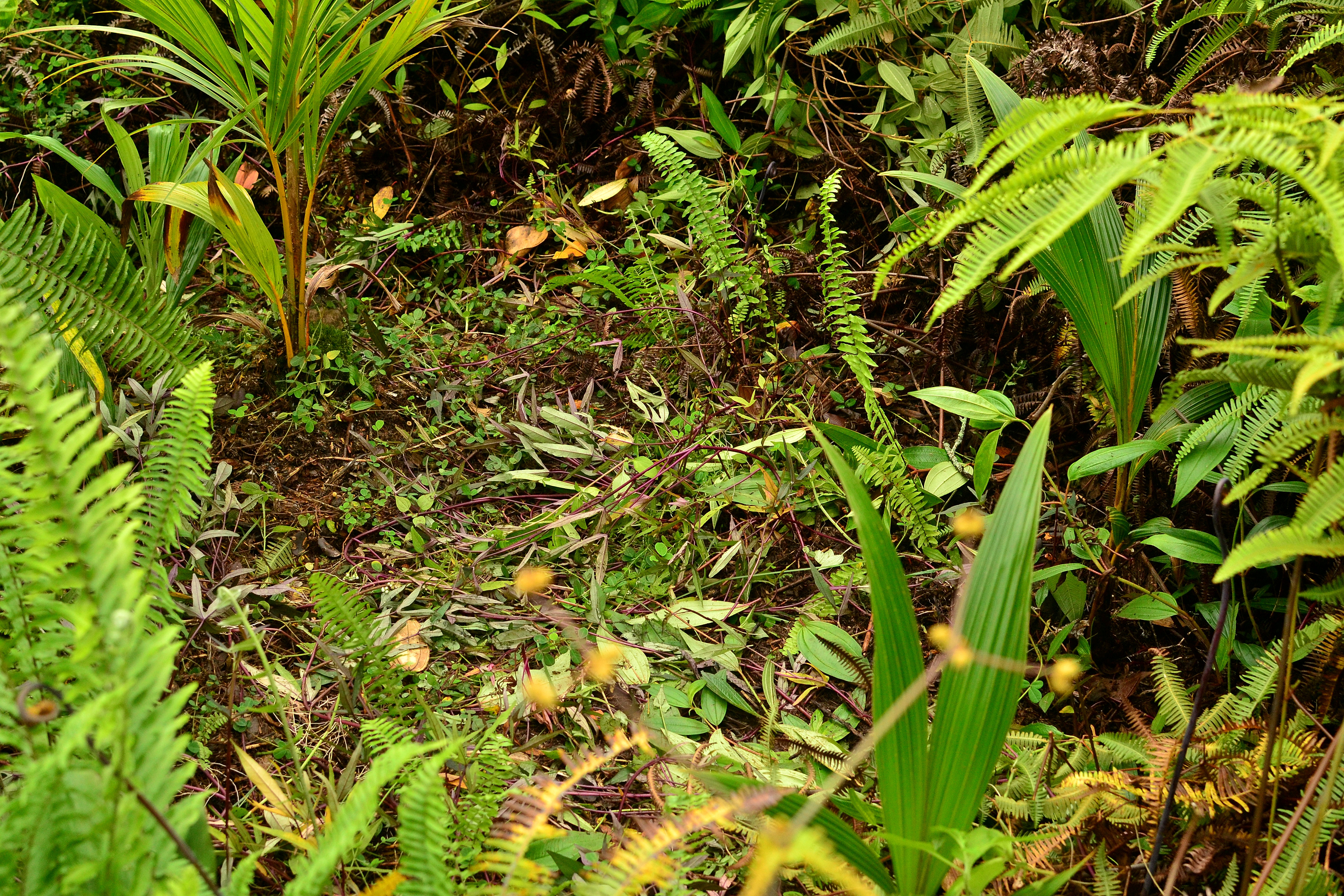 Sweet Potatoes (Ipomoea batatas) | Tropical Self Sufficiency