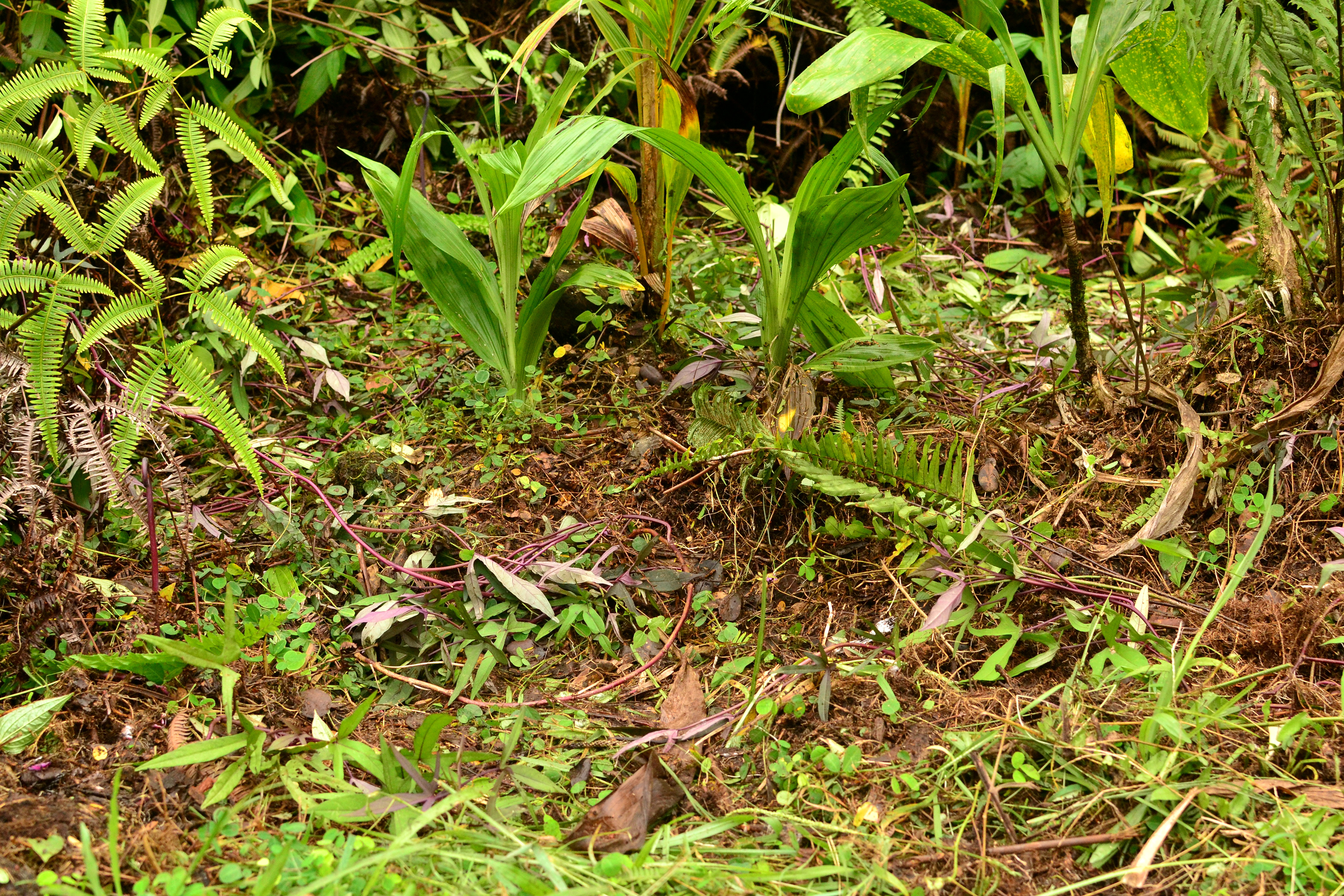 Sweet Potatoes (Ipomoea batatas) | Tropical Self Sufficiency