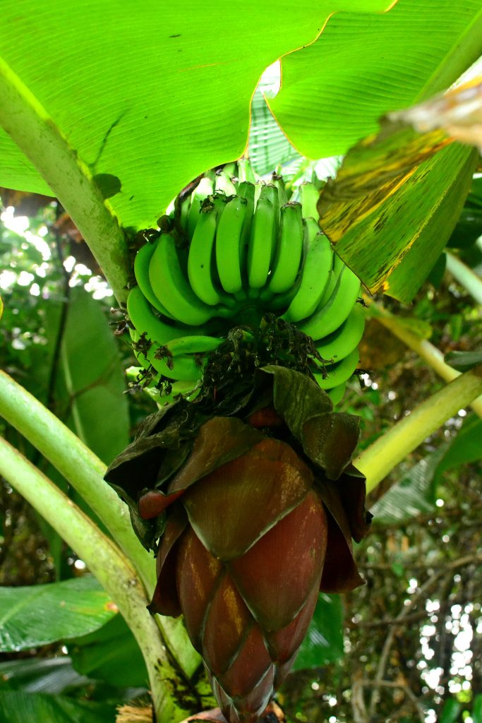 Banana (Musa Spp.) - Tropical Self Sufficiency