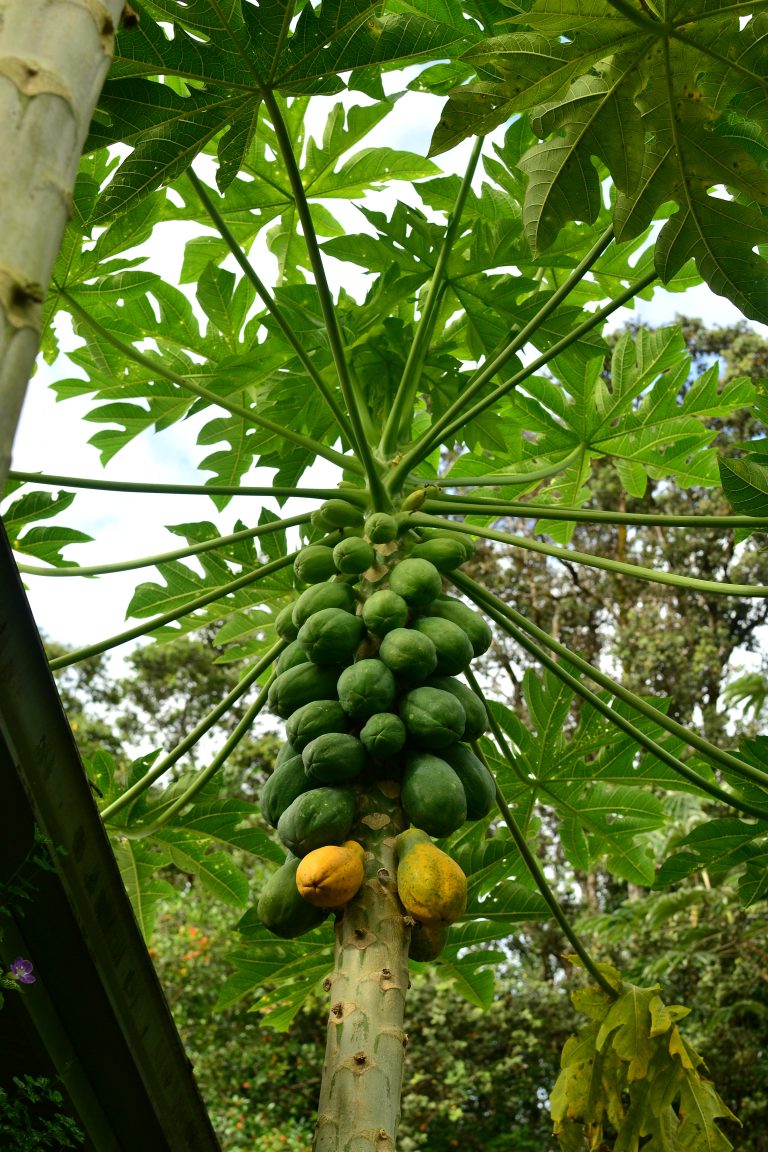 Banana (Musa Spp.) - Tropical Self Sufficiency
