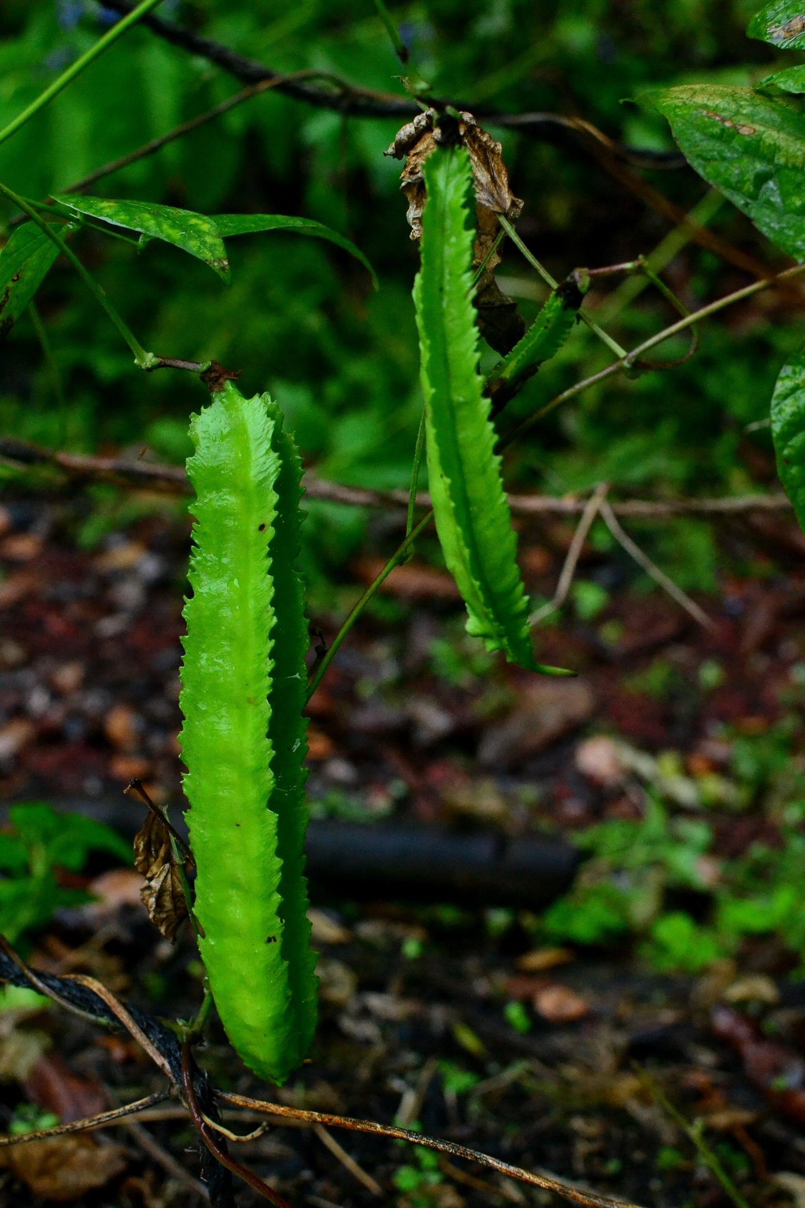 Winged bean (Psophocarpus tetragonolobus) - Tropical Self Sufficiency