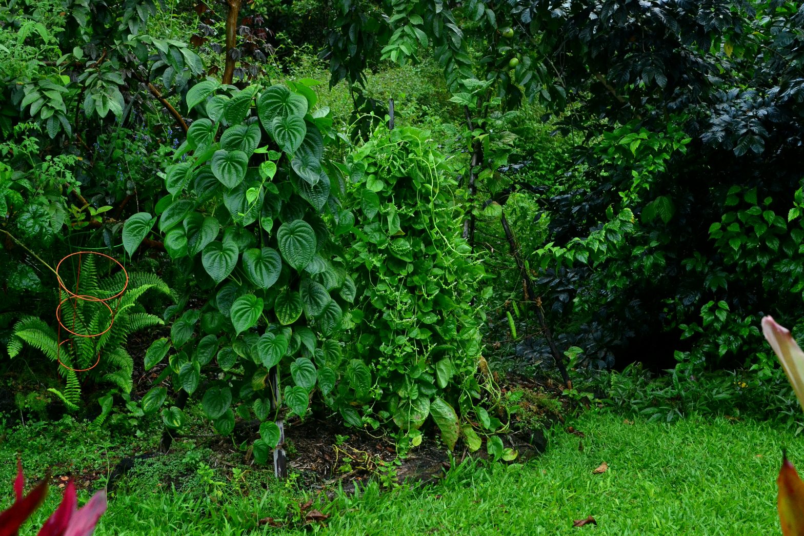 Winged bean (Psophocarpus tetragonolobus) - Tropical Self Sufficiency