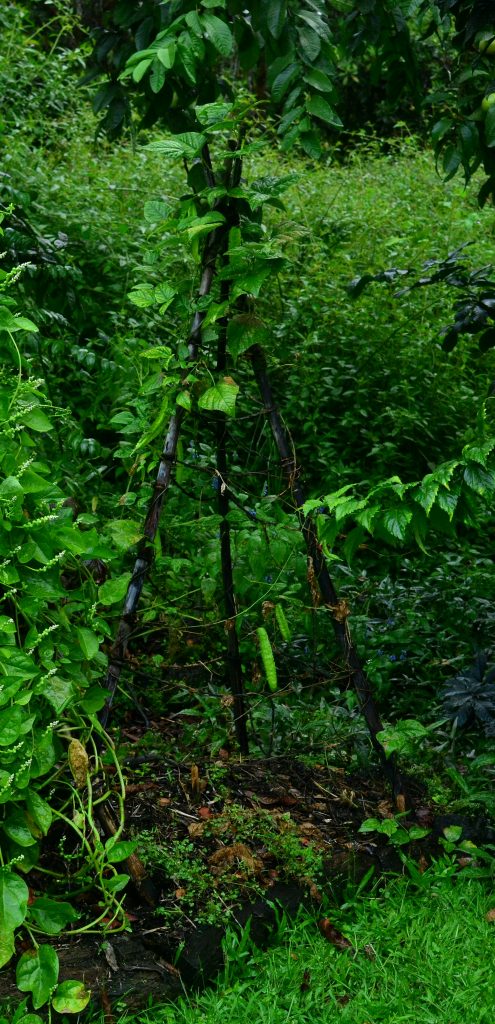 Winged bean (Psophocarpus tetragonolobus) - Tropical Self Sufficiency