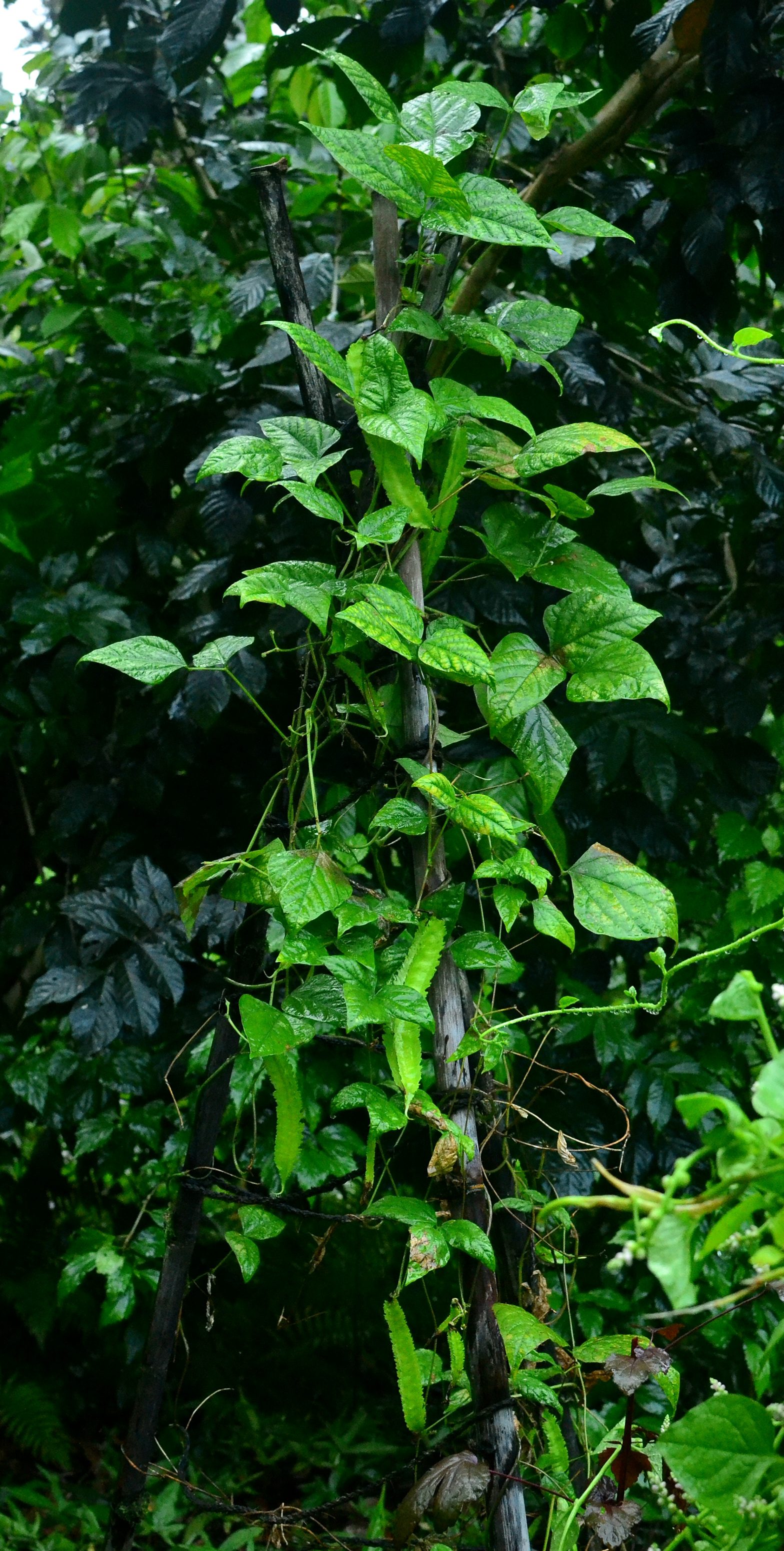 Winged bean (Psophocarpus tetragonolobus) - Tropical Self Sufficiency