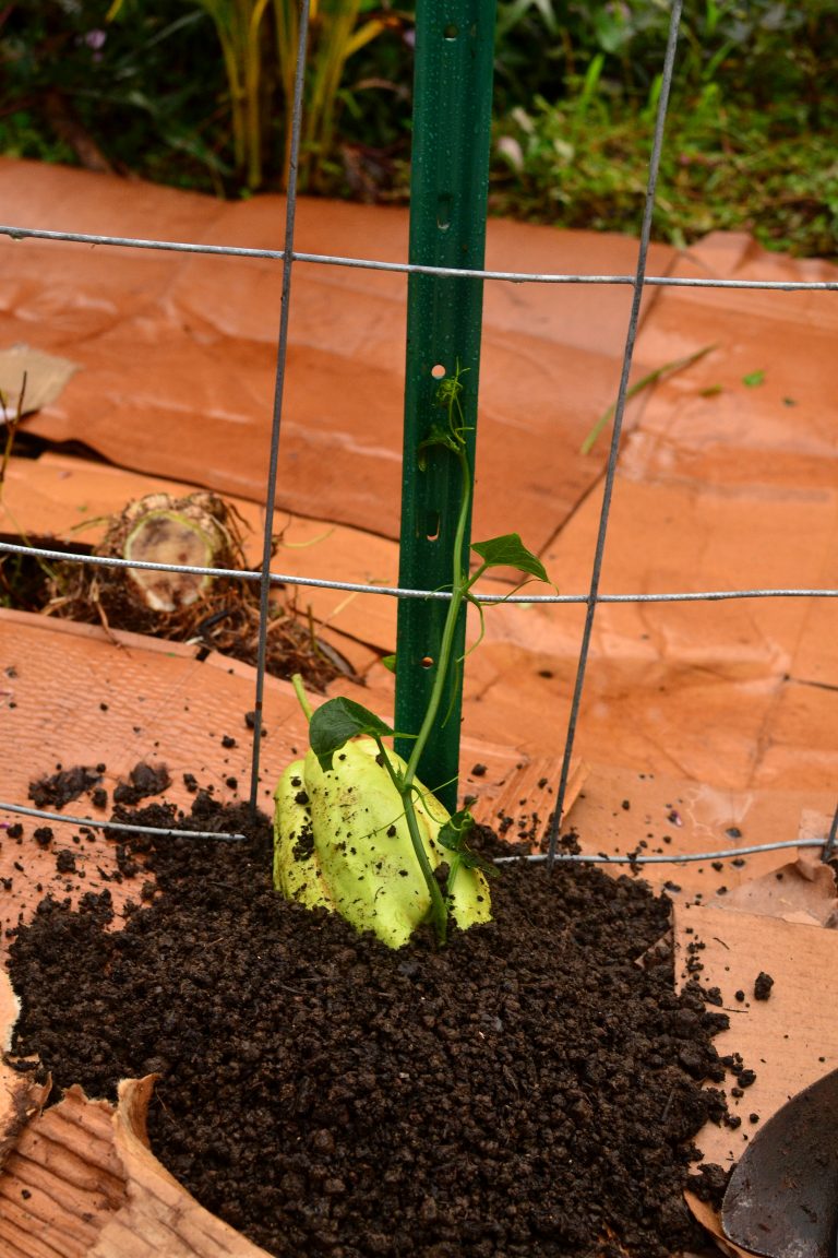 Chayote (Sechium edule) - Tropical Self Sufficiency