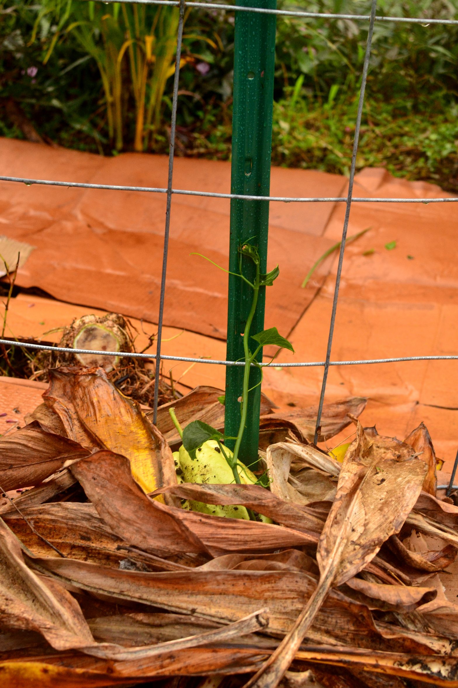 Chayote (Sechium edule) - Tropical Self Sufficiency