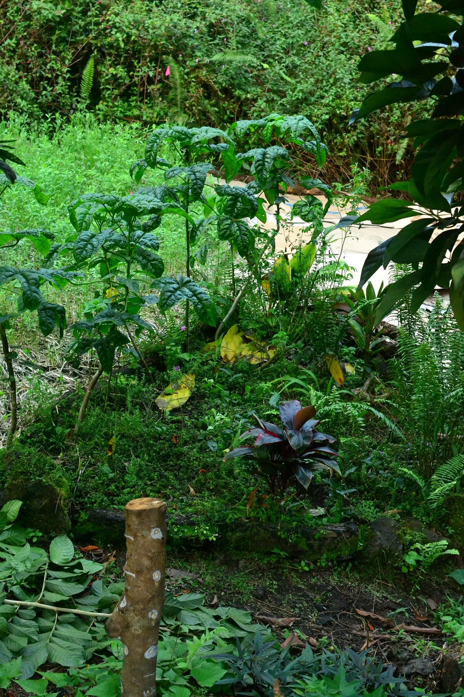 Edible Hibiscus Abelmoschus Manihot Tropical Self Sufficiency