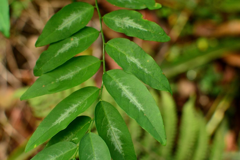 Katuk (Sauropus androgynous) - Tropical Self Sufficiency