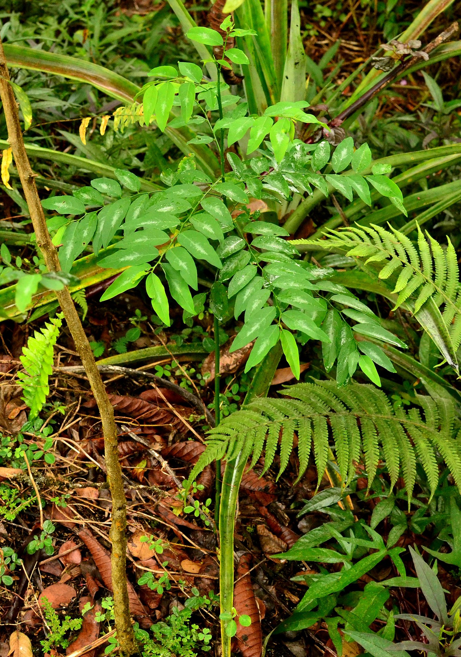Katuk (Sauropus androgynous) - Tropical Self Sufficiency