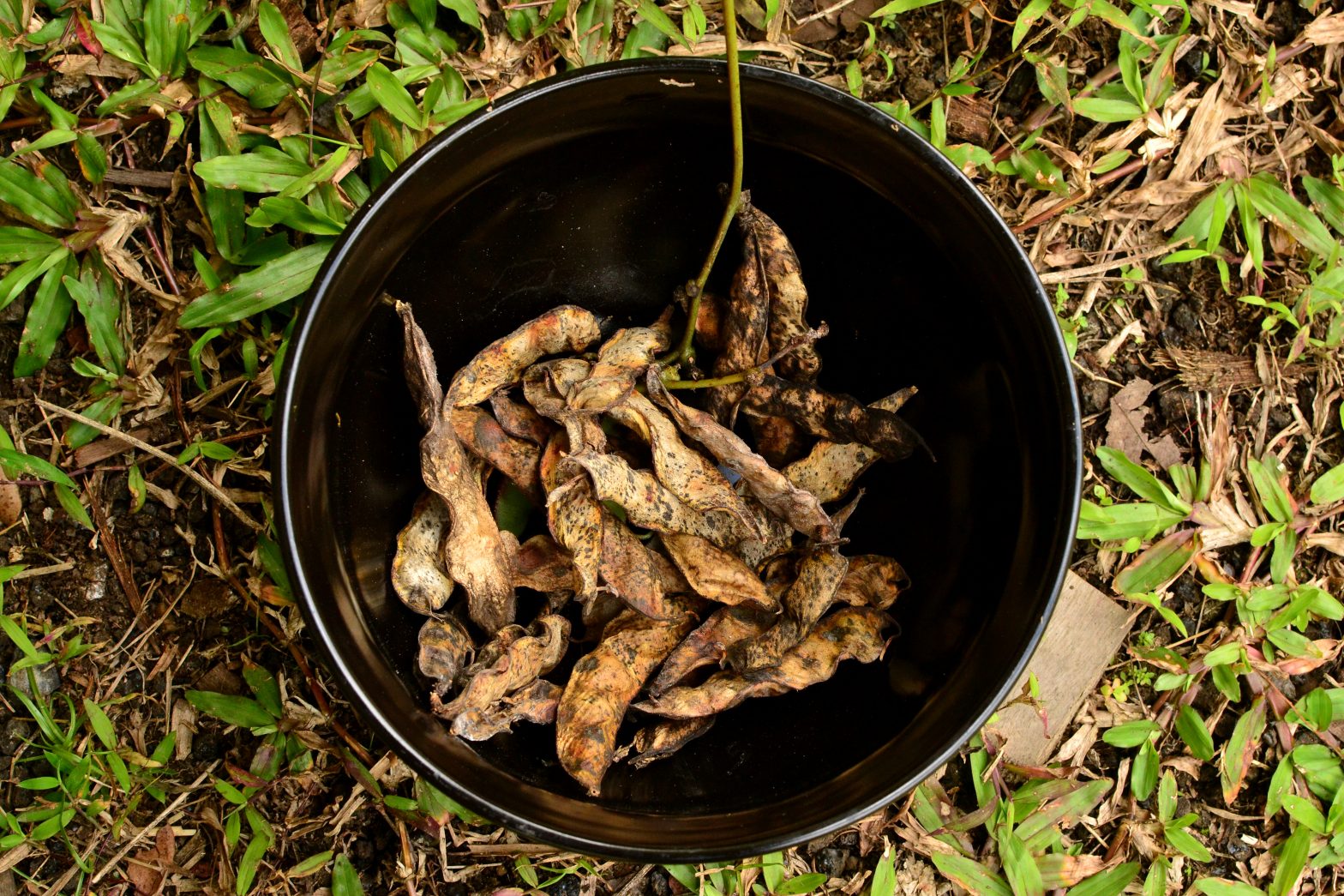 Lablab (Lablab purpureus) - Tropical Self Sufficiency