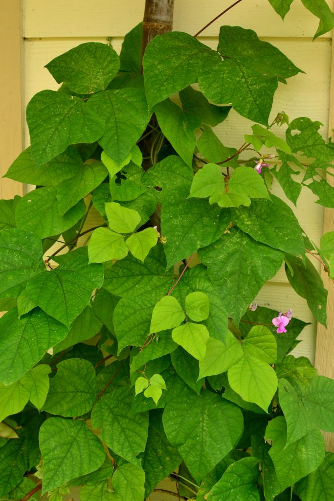 Lablab (Lablab purpureus) - Tropical Self Sufficiency