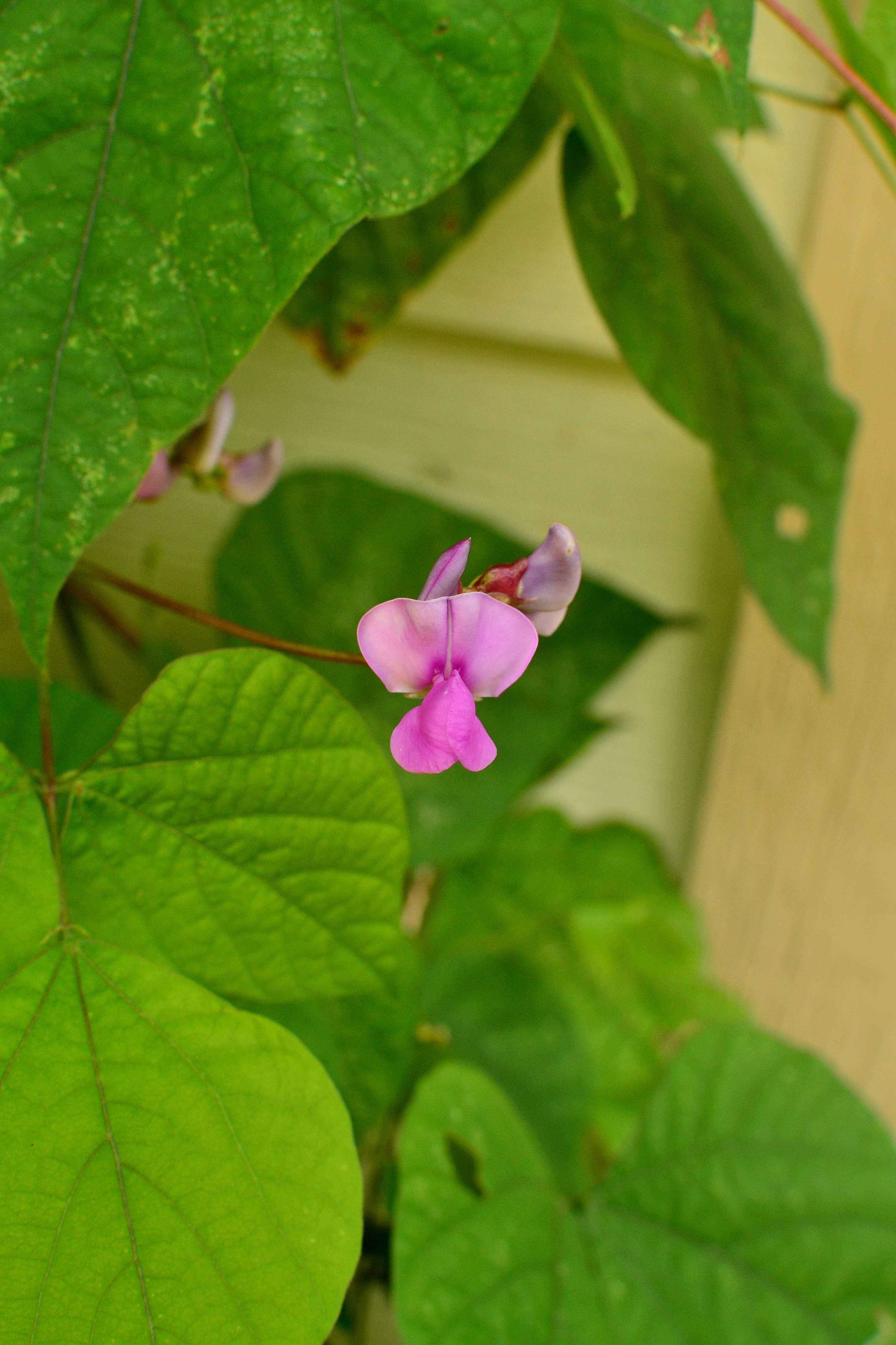Lablab (Lablab purpureus) | Tropical Self Sufficiency