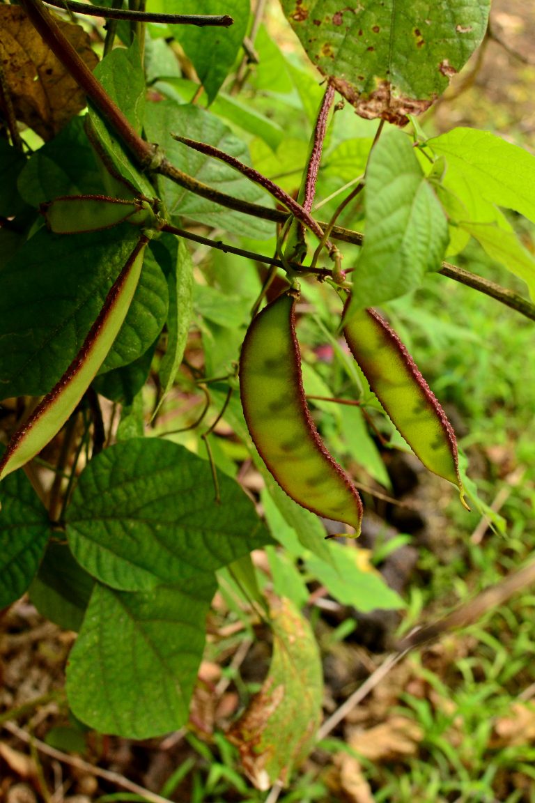 Lablab (Lablab purpureus) - Tropical Self Sufficiency