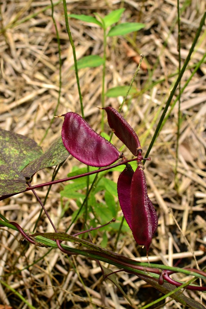 Lablab (Lablab purpureus) - Tropical Self Sufficiency