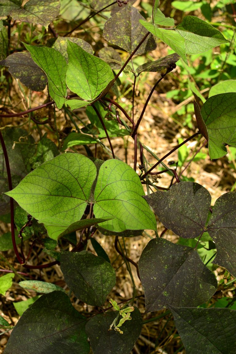 Lablab (Lablab purpureus) - Tropical Self Sufficiency