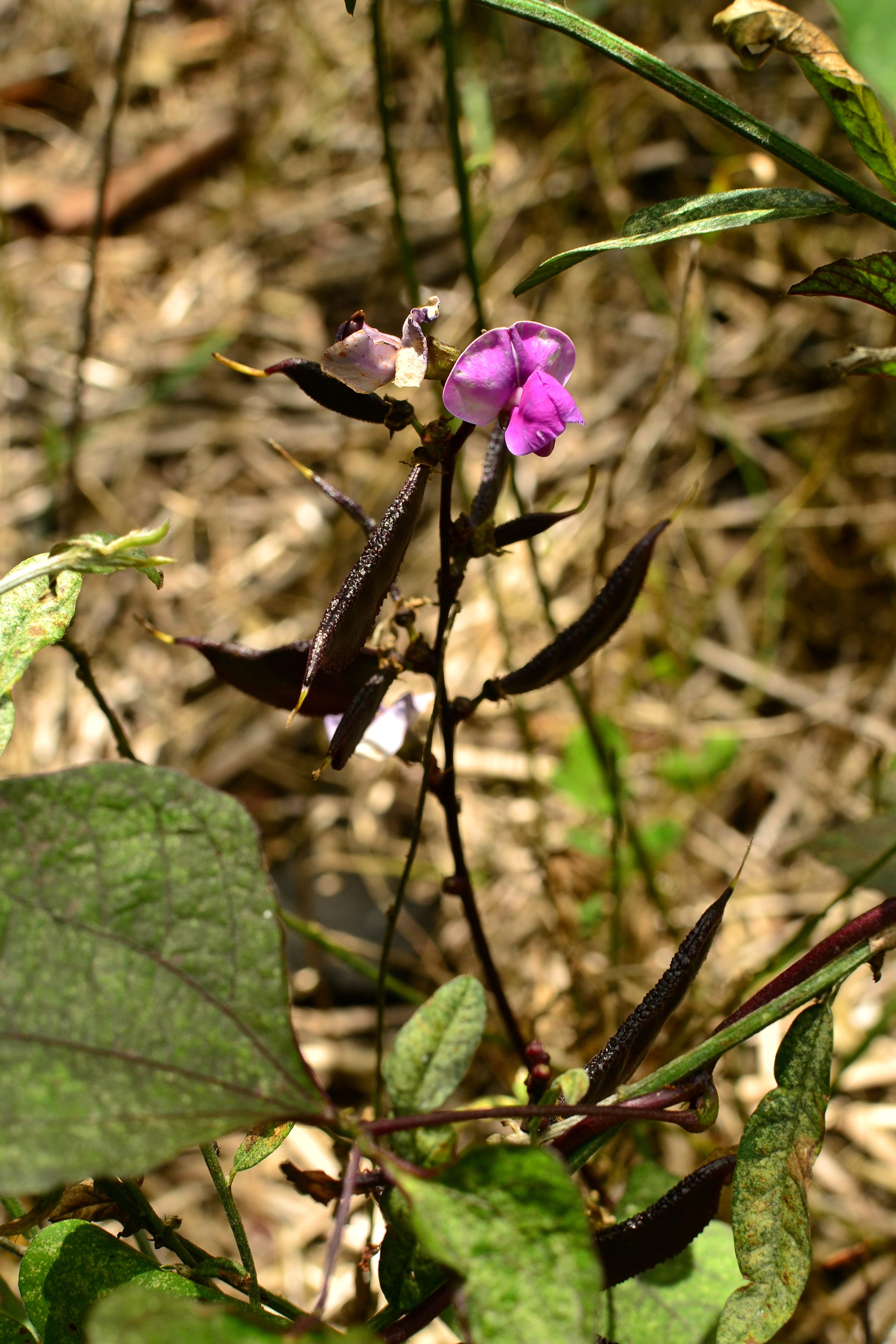 Lablab (Lablab purpureus) | Tropical Self Sufficiency