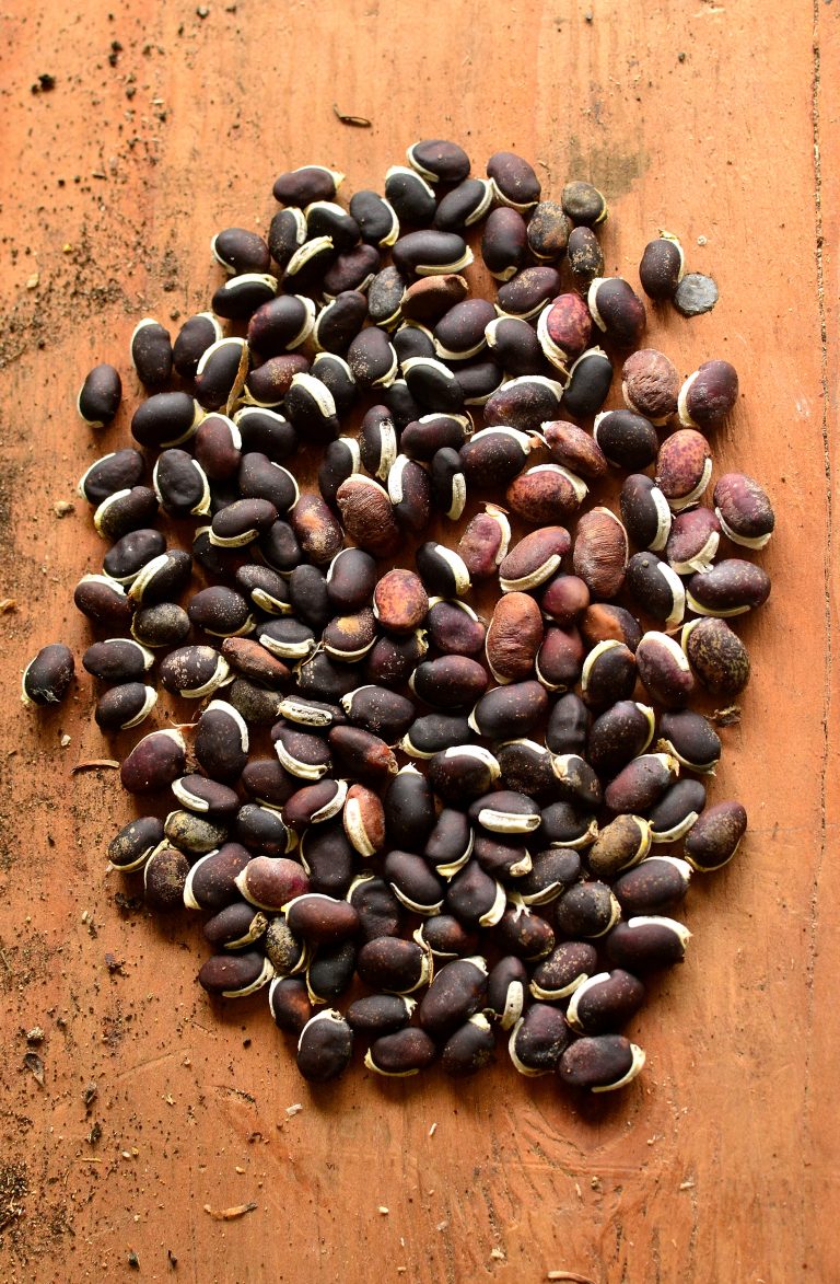 Lablab (Lablab purpureus) - Tropical Self Sufficiency