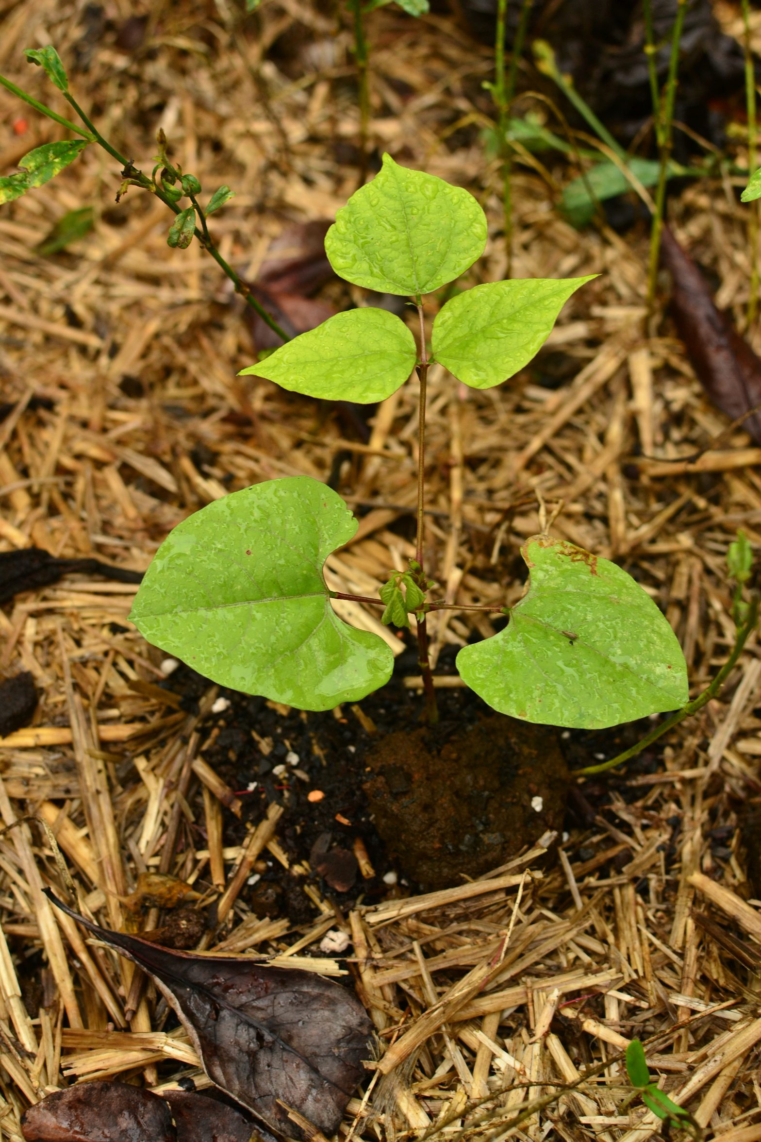 Lablab (Lablab purpureus) - Tropical Self Sufficiency