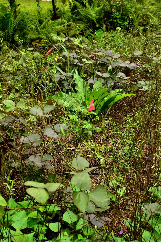 Lablab (Lablab purpureus) - Tropical Self Sufficiency