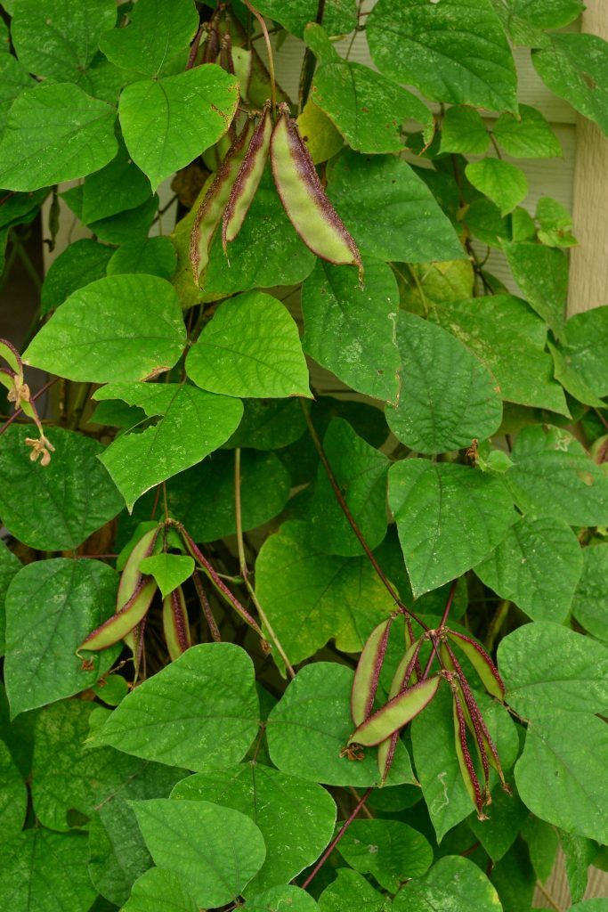 Lablab (Lablab purpureus) - Tropical Self Sufficiency