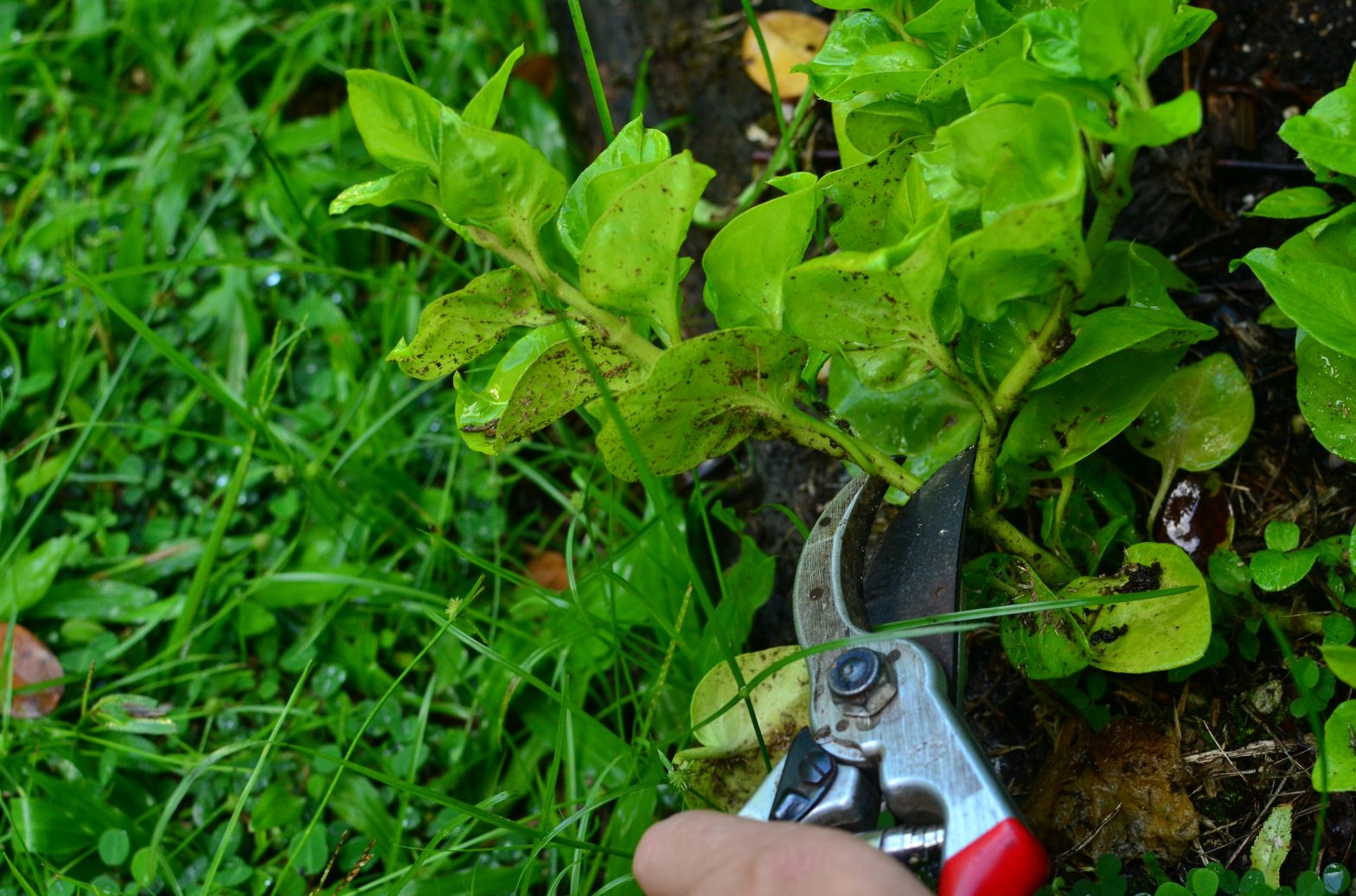 Sissoo Spinach (Alternanthera sissoo) - Tropical Self Sufficiency