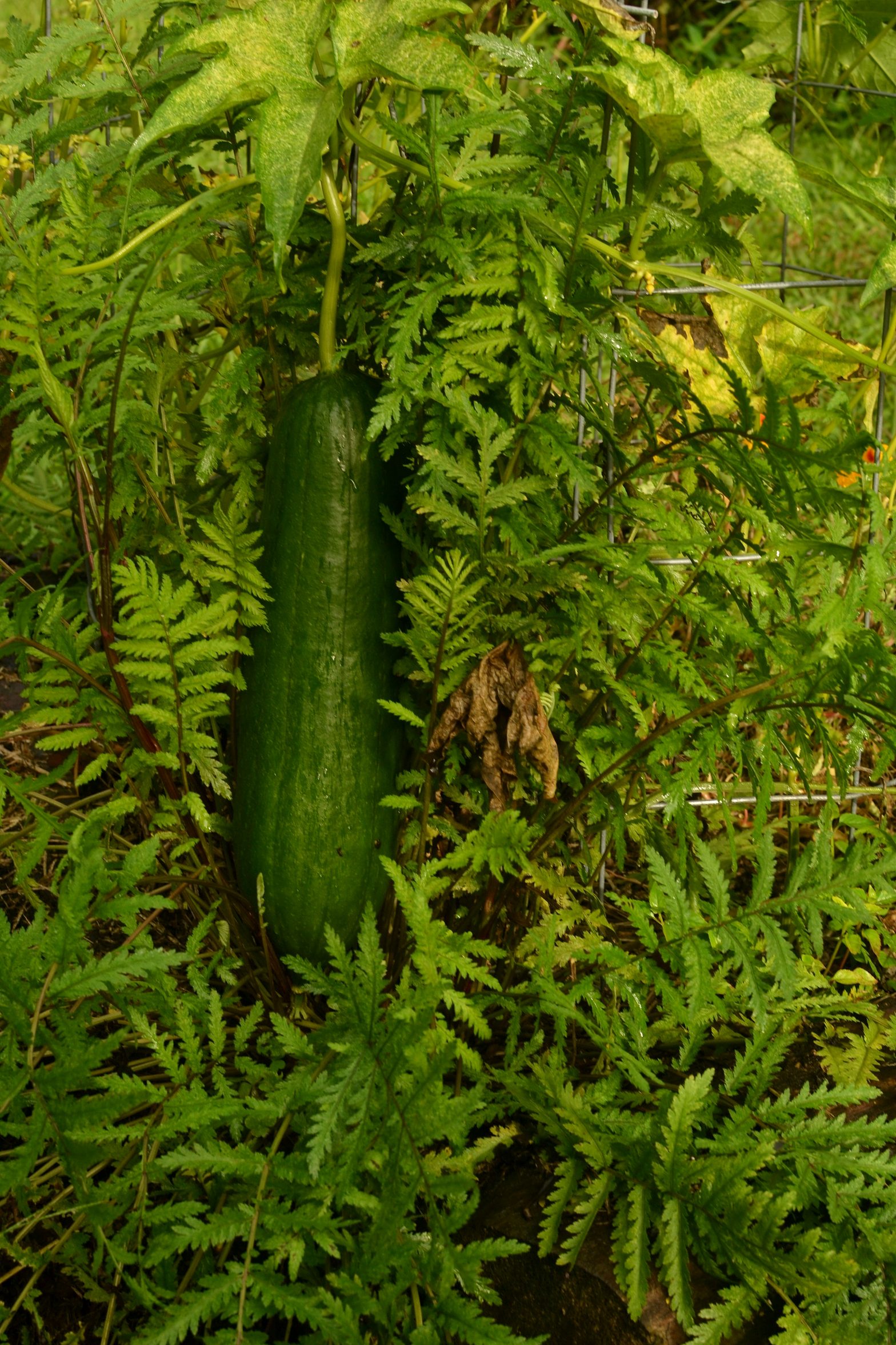 Luffa (Luffa spp.) - Tropical Self Sufficiency