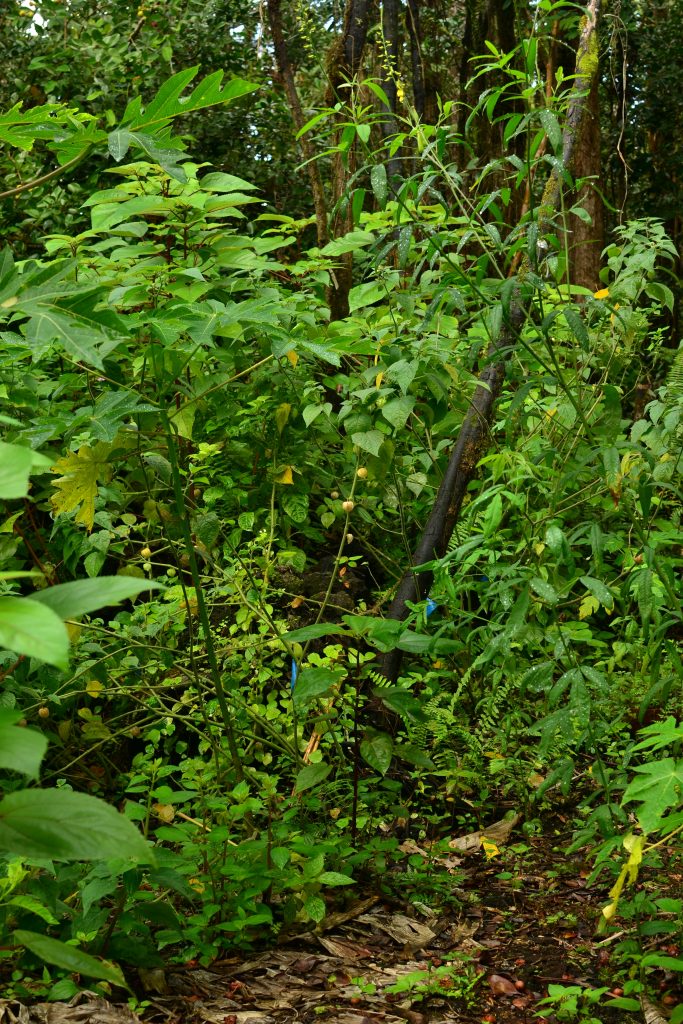 Poha Berry (Physalis peruviana) - Tropical Self Sufficiency
