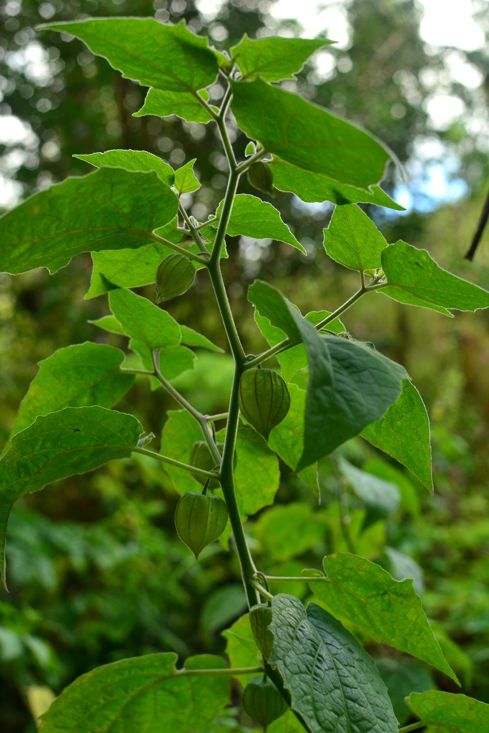 Poha Berry (Physalis peruviana) - Tropical Self Sufficiency