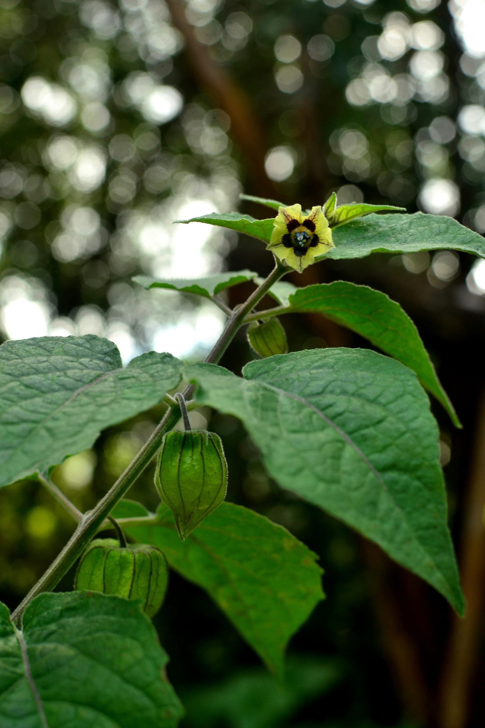 Poha Berry (Physalis peruviana) - Tropical Self Sufficiency
