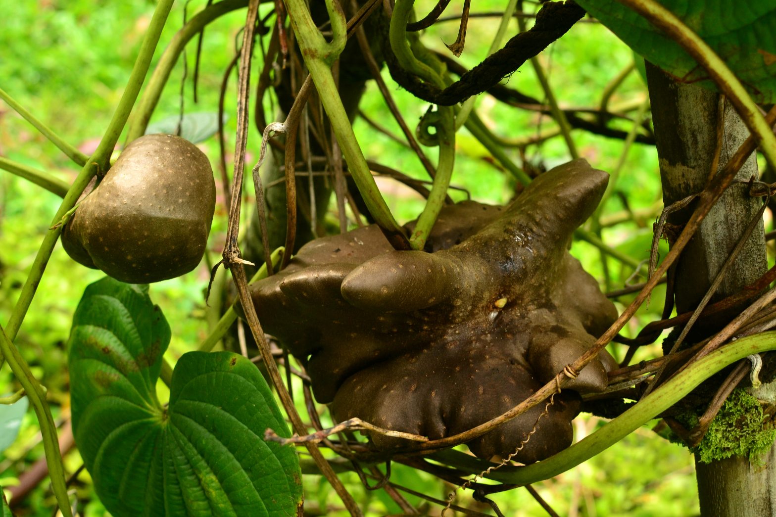 Air-Potato (Dioscorea bulbifera) - Tropical Self Sufficiency