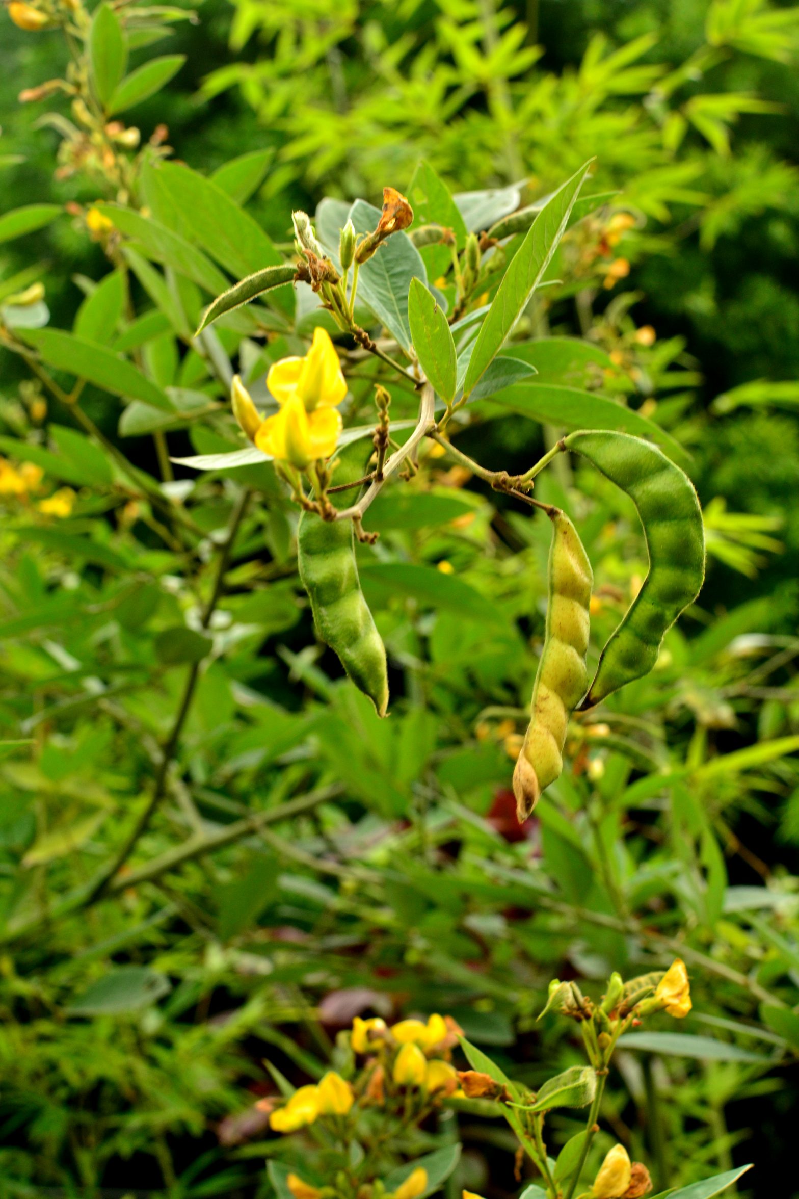 Pigeon Pea (Cajanus cajan) - Tropical Self Sufficiency