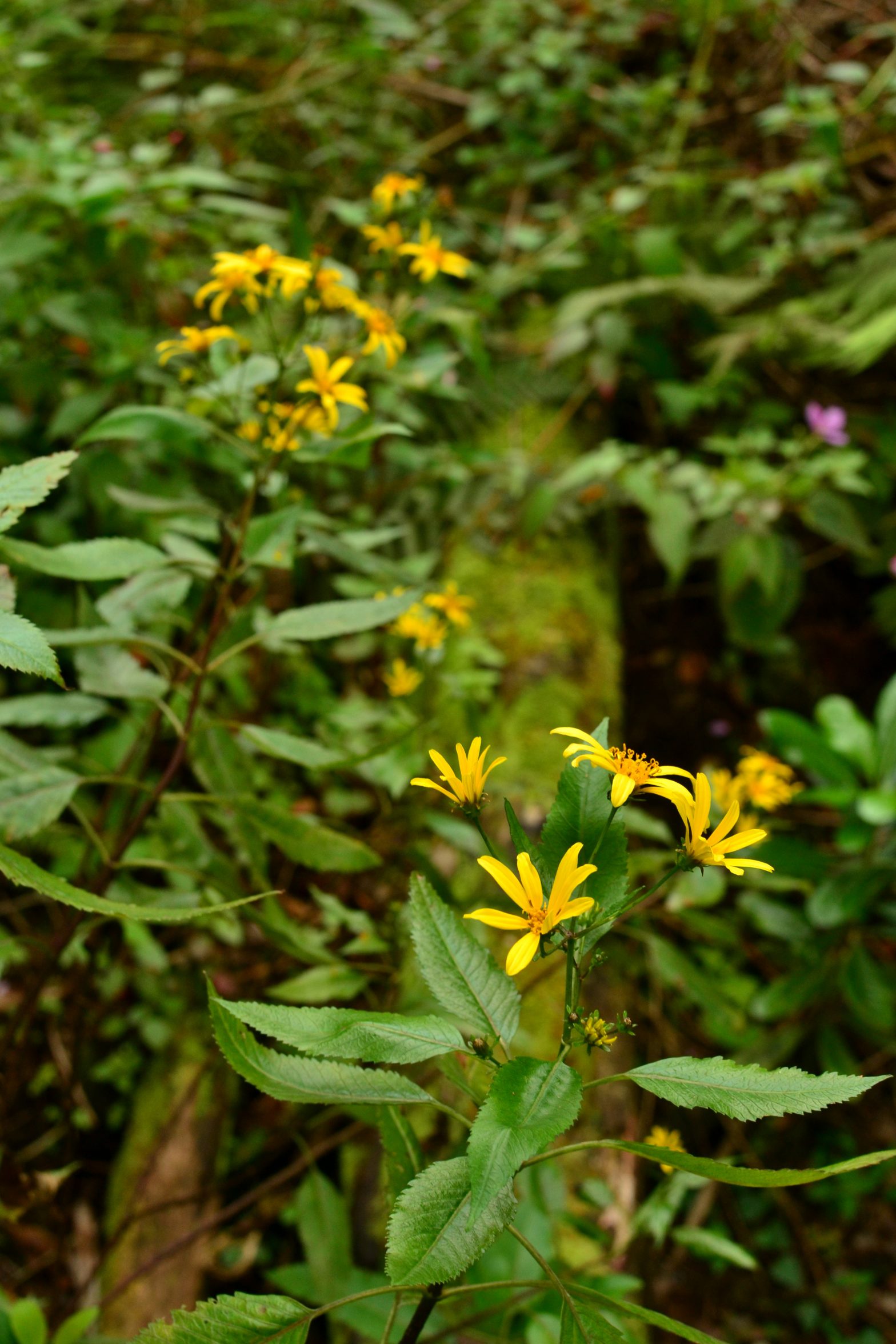 ko’oko’olau (Bidens spp.) - Tropical Self Sufficiency