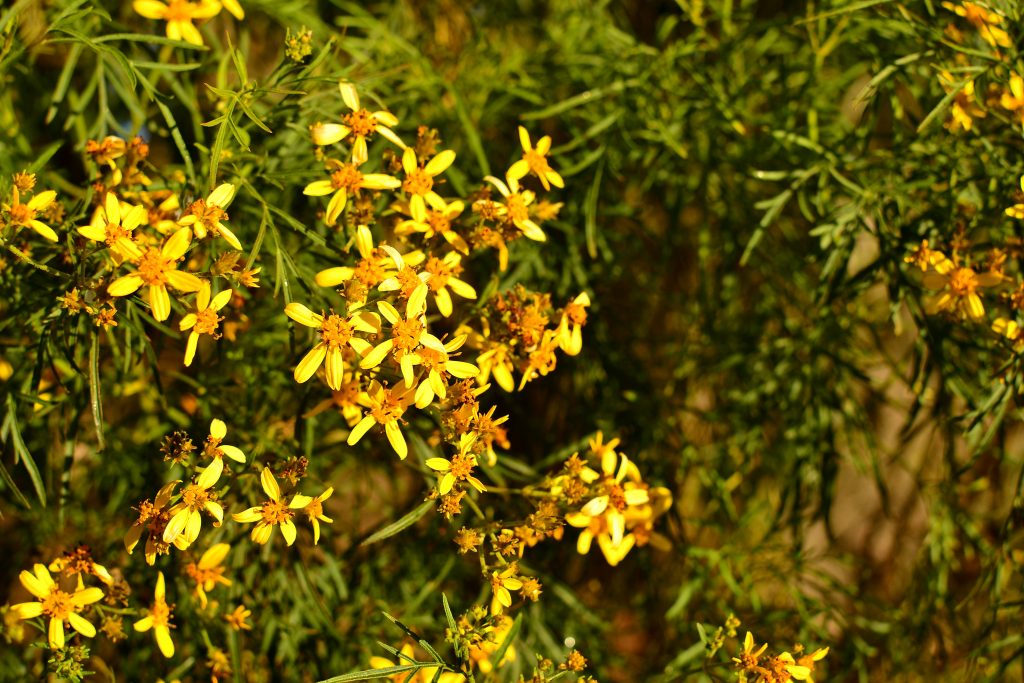 ko’oko’olau (Bidens spp.) - Tropical Self Sufficiency