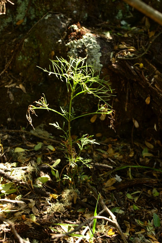 ko’oko’olau (Bidens spp.) - Tropical Self Sufficiency
