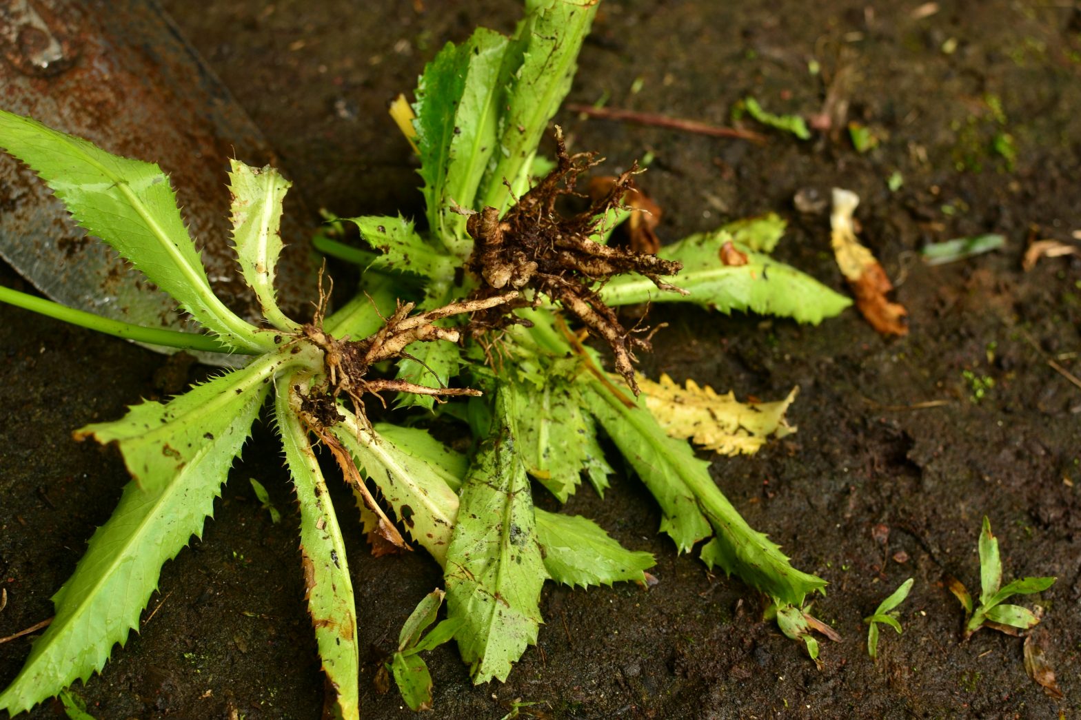 Culantro (Eryngium foetidum) - Tropical Self Sufficiency