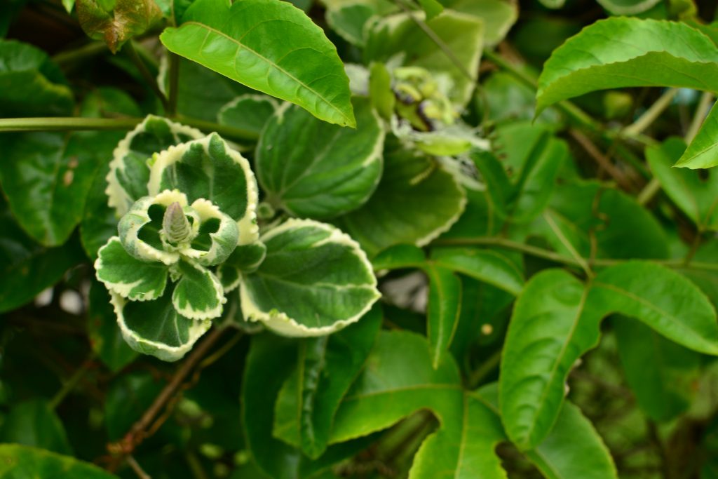 Cuban Oregano (Plectranthus amboinicus) - Tropical Self Sufficiency