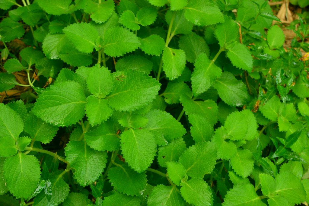 Cuban Oregano (Plectranthus amboinicus) - Tropical Self Sufficiency