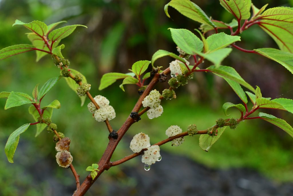 Mamaki (Pipturus albidus) - Tropical Self Sufficiency
