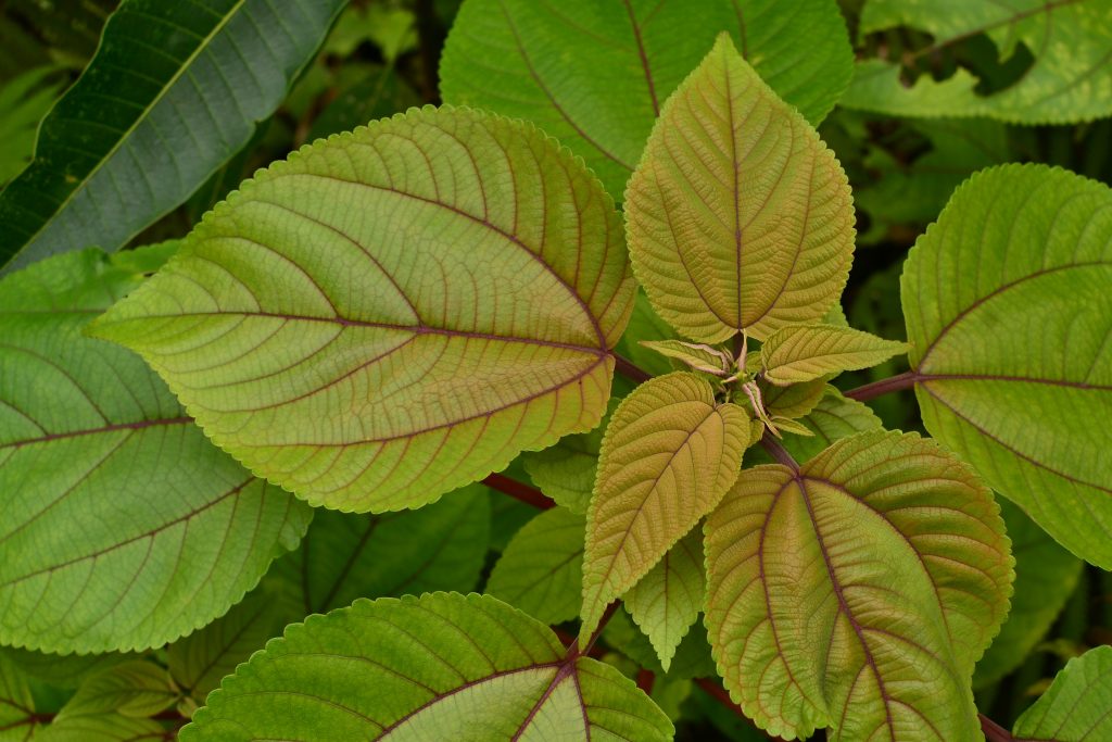 Mamaki (Pipturus albidus) - Tropical Self Sufficiency