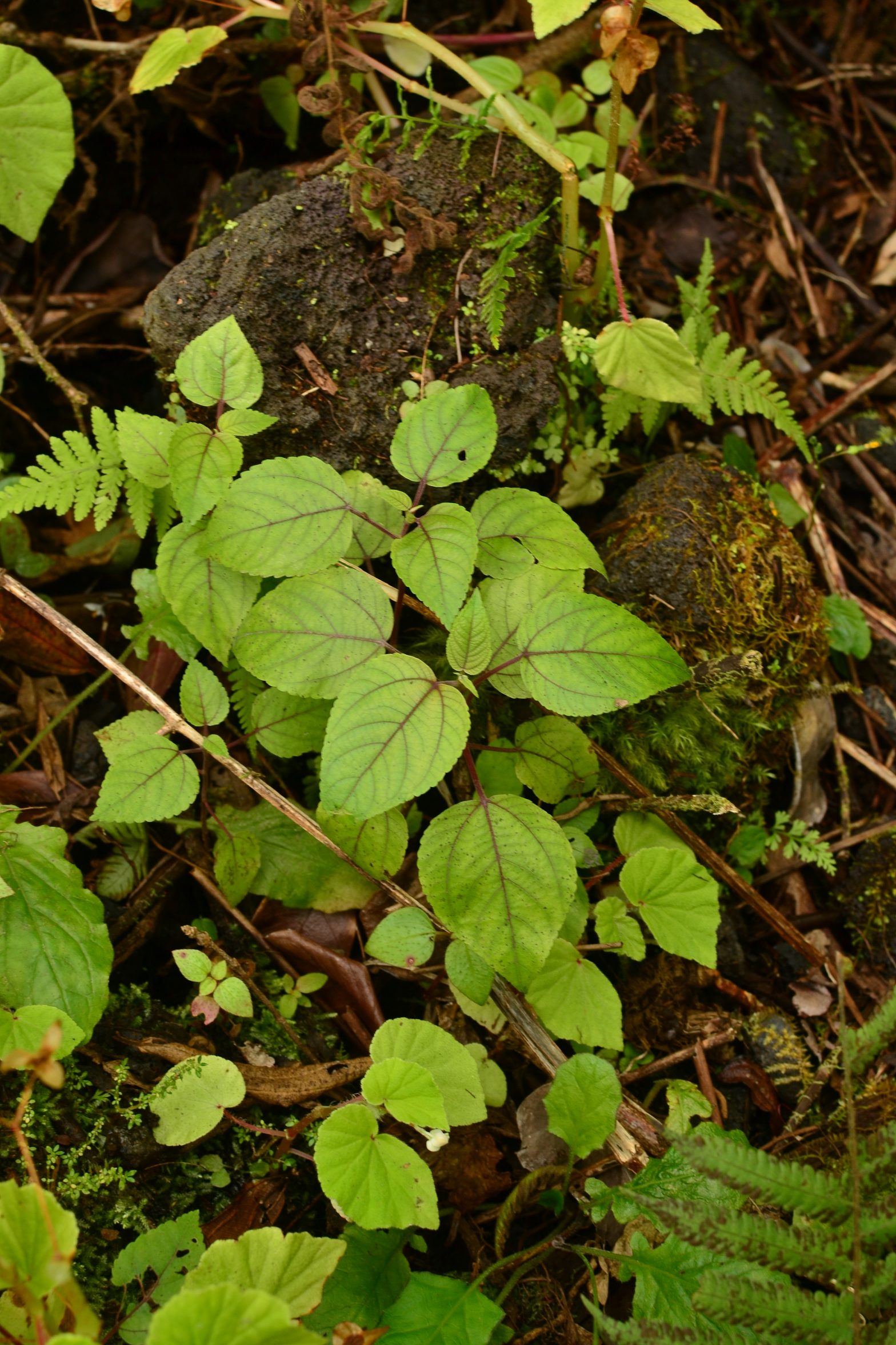 Mamaki (Pipturus albidus) - Tropical Self Sufficiency
