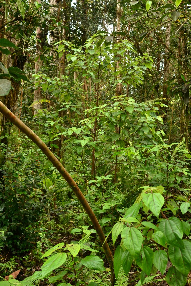 Mamaki (Pipturus albidus) - Tropical Self Sufficiency