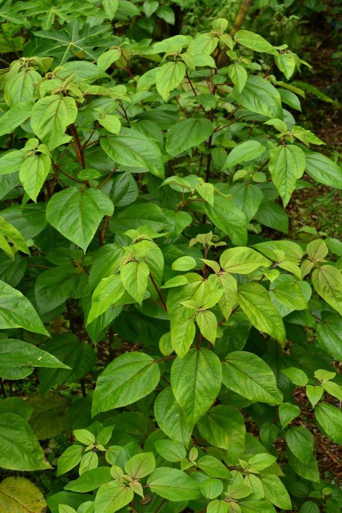 Mamaki (Pipturus albidus) - Tropical Self Sufficiency