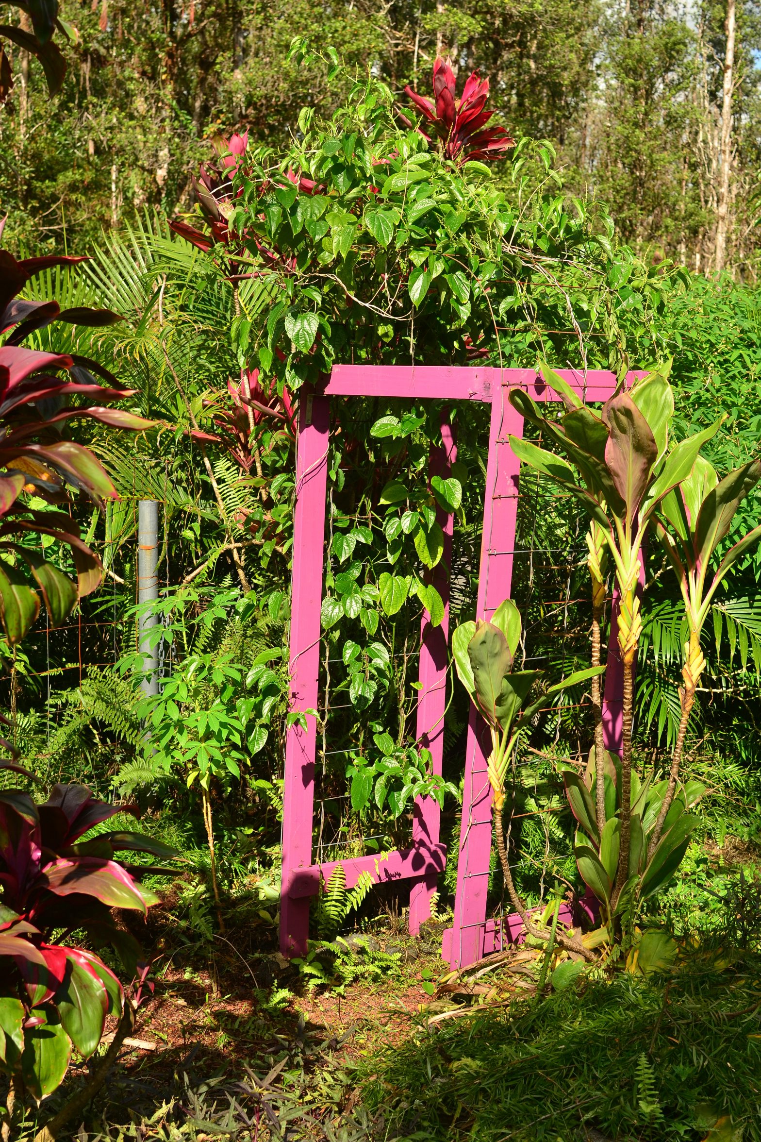 Sacha Inchi (Plukenetia volubilis) - Tropical Self Sufficiency