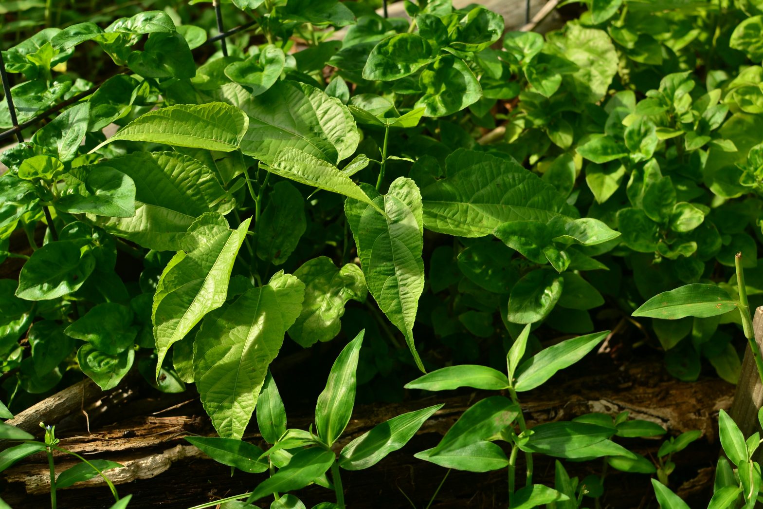 Sacha Inchi (Plukenetia volubilis) - Tropical Self Sufficiency