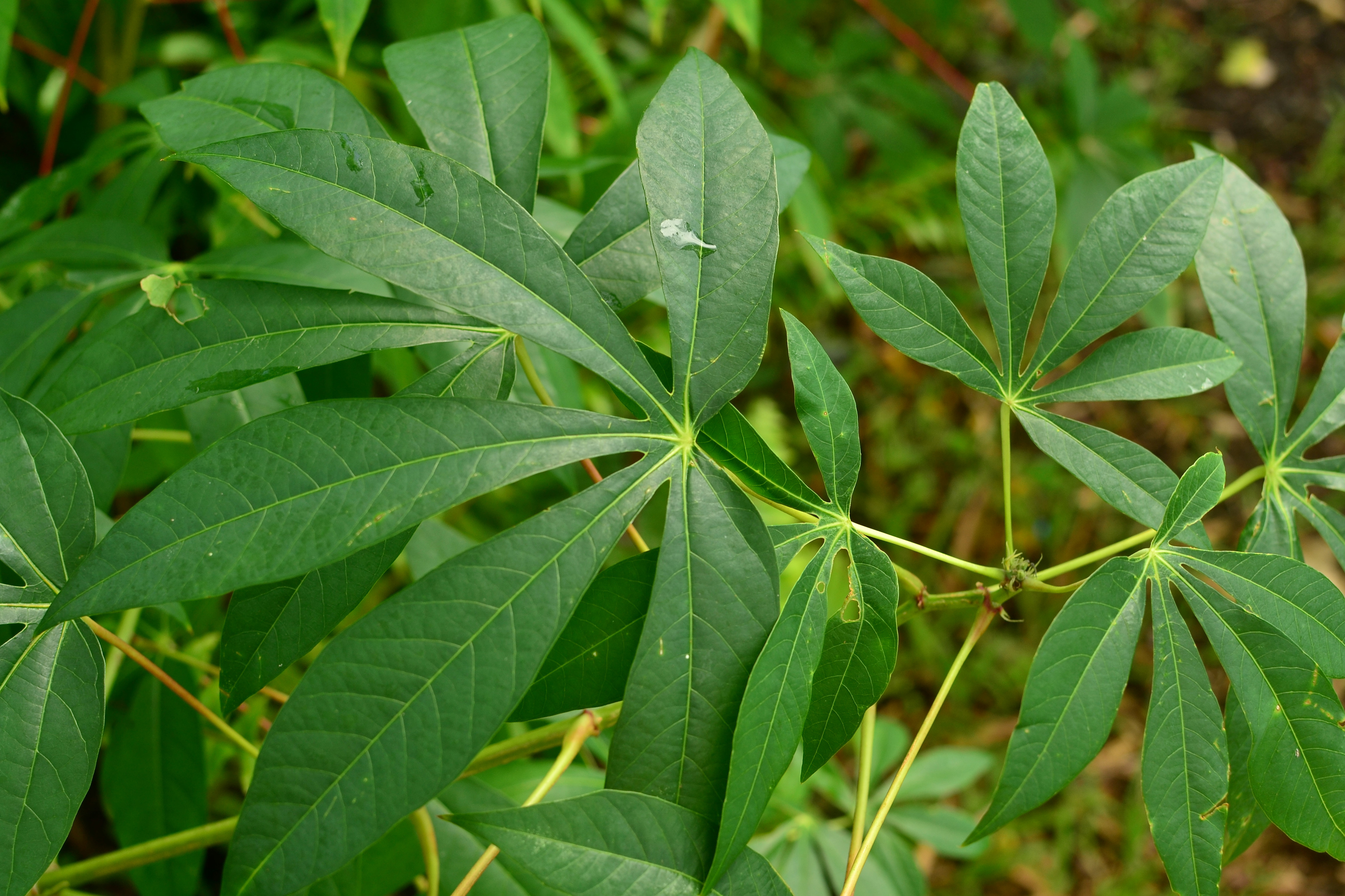 Cassava Processing | Tropical Self Sufficiency