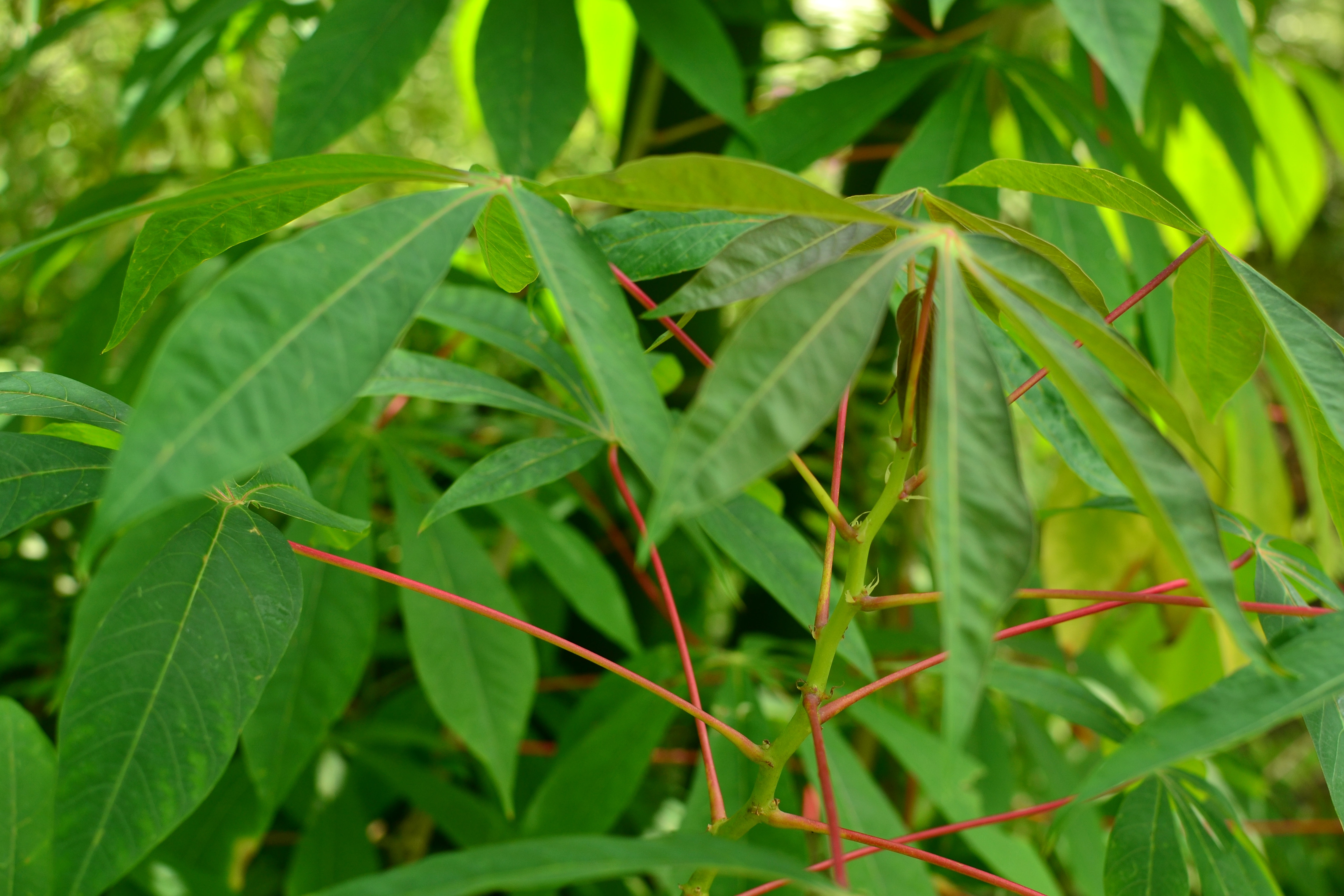 Cassava Processing | Tropical Self Sufficiency
