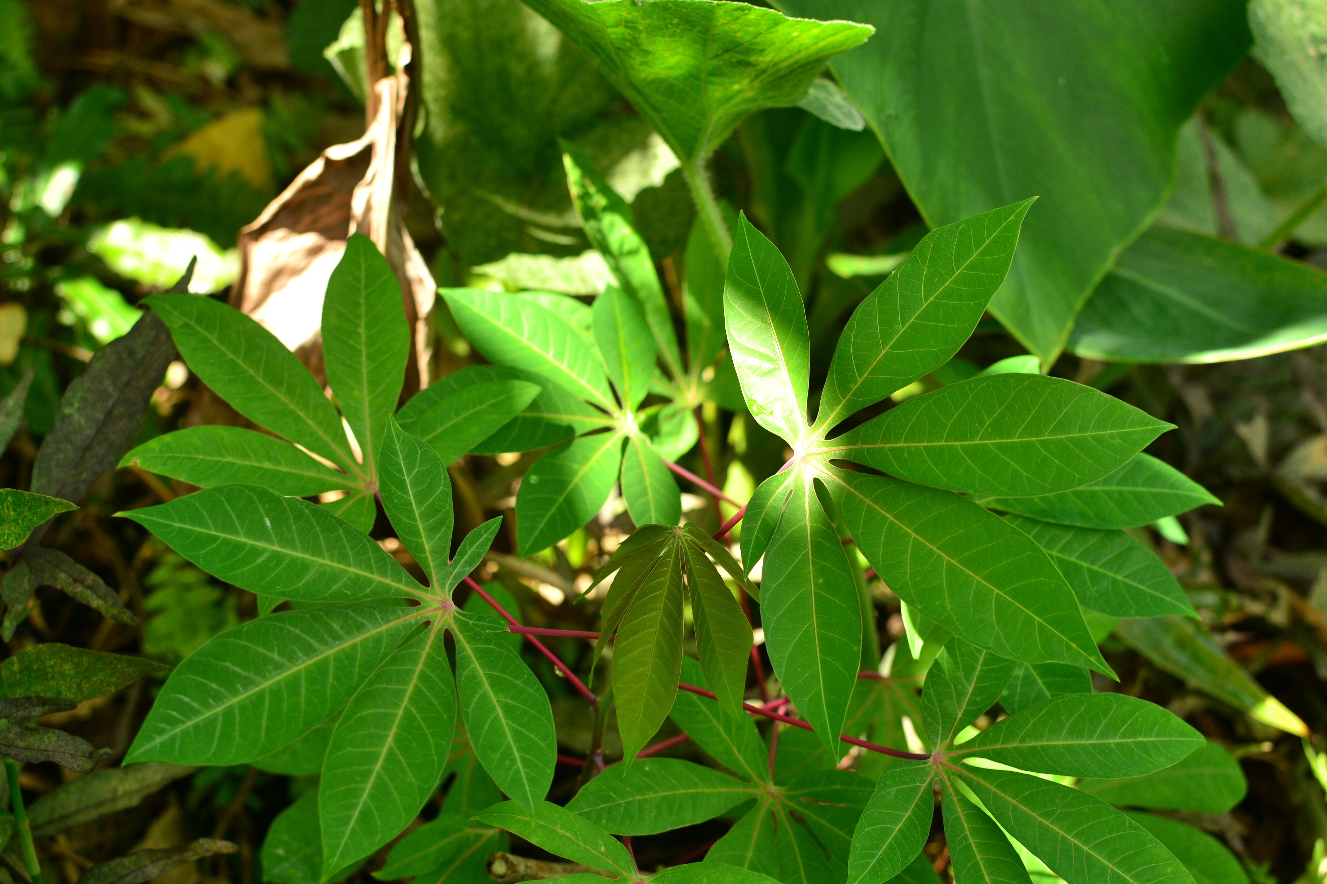 Cassava Processing | Tropical Self Sufficiency